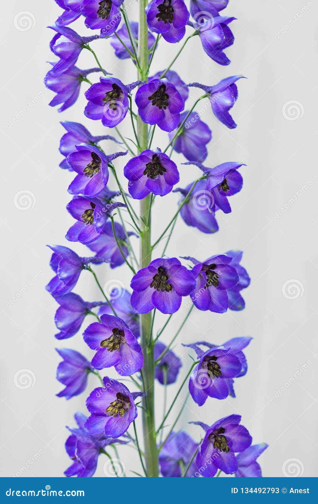 Inflorescencia De La Flor Del Delfinio Imagen de archivo - Imagen de ...