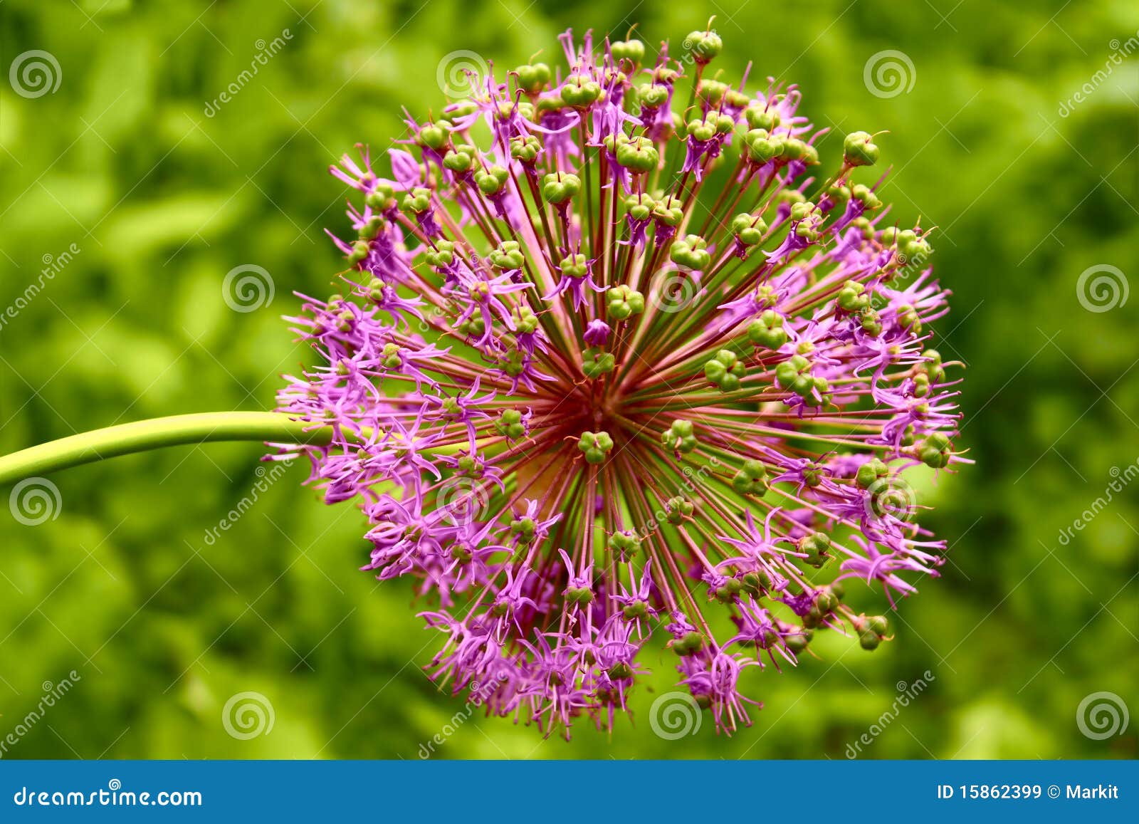 Inflorescencia del allium imagen de archivo. Imagen de magenta - 15862399
