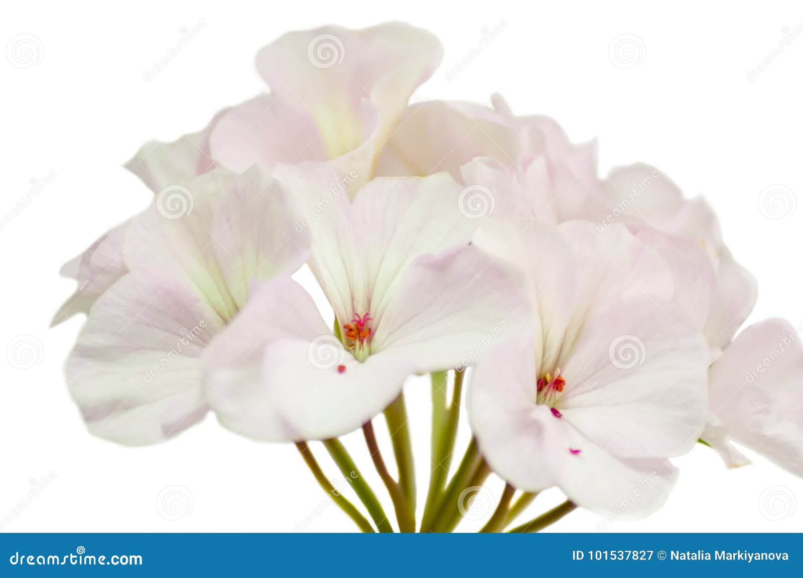 Inflorescencia del geranio imagen de archivo. Imagen de cubo - 101537827