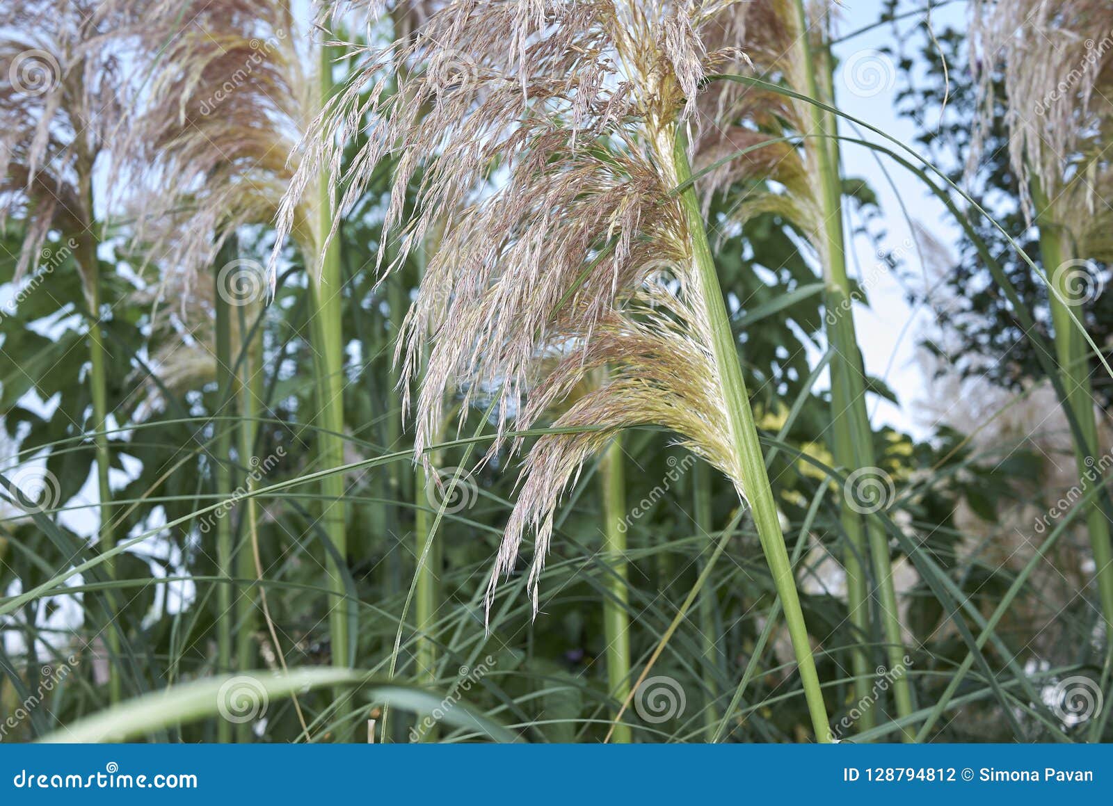 Inflorescencia Del Selloana Del Cortaderia Foto de archivo - Imagen de ...