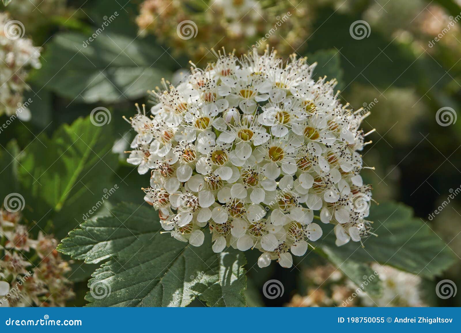 Inflorescencias En Un Arbusto De Espirea Imagen de archivo - Imagen de ...