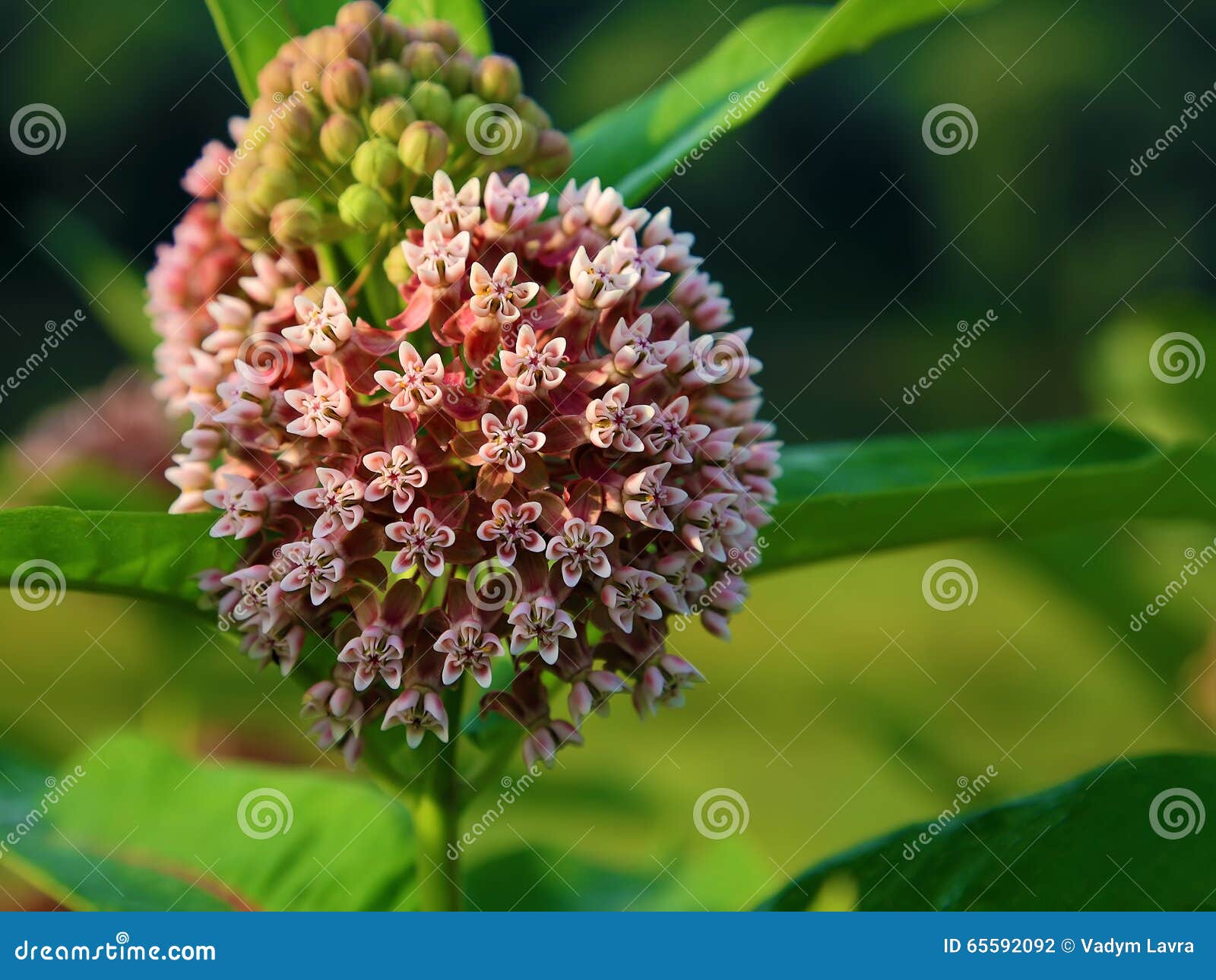 Inflorescenza Della Cipolla Selvatica Fotografia Stock - Immagine di ...