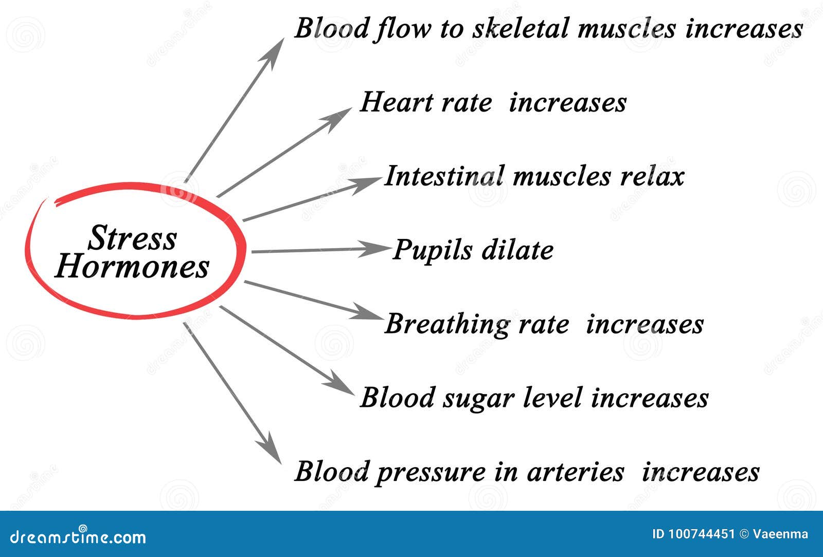 Stress Hormones Stock Illustration Illustration Of Intestinal 100744451