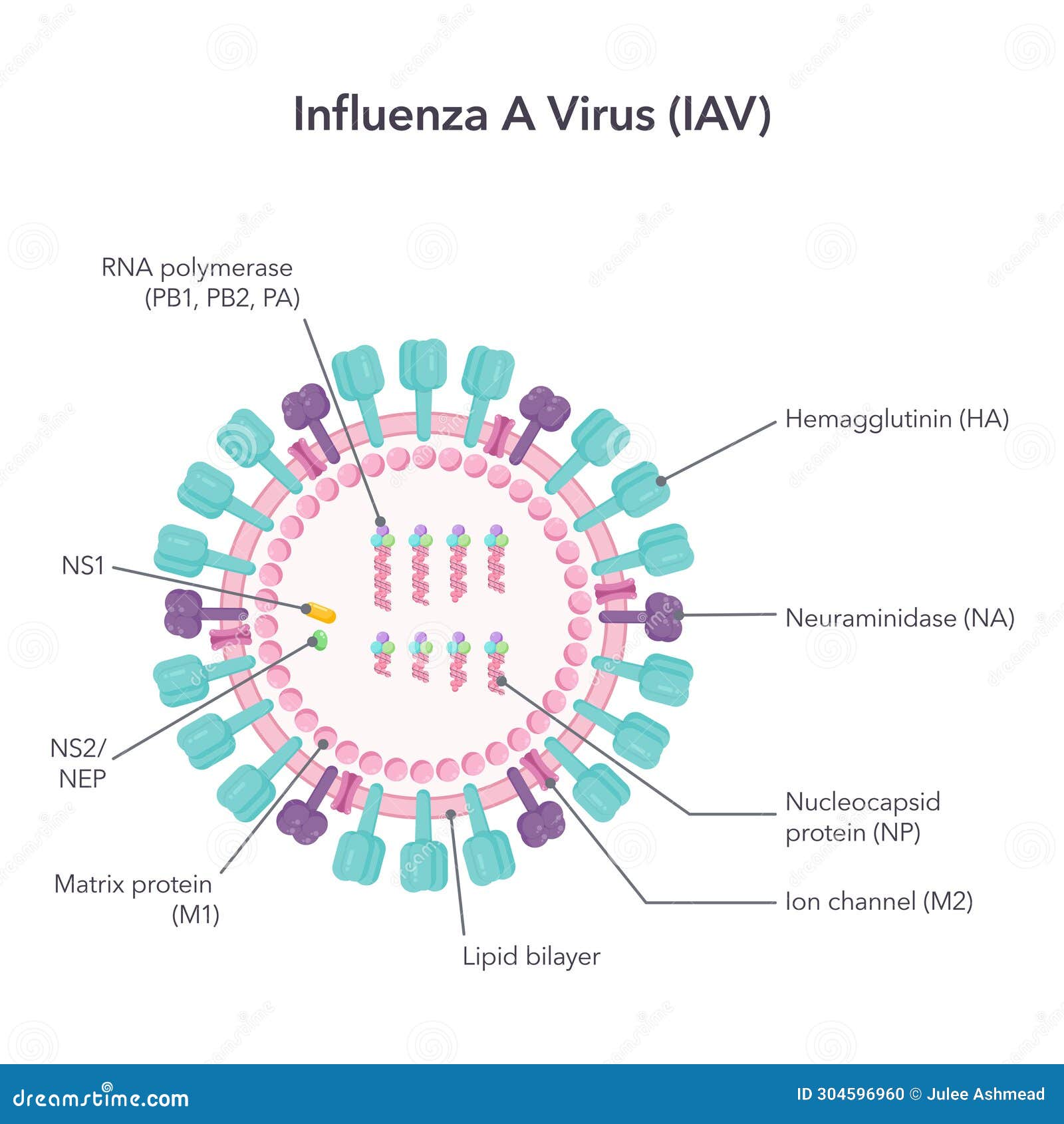 Diagram Of Influenza Virus Particle Structure Vector Illustration ...