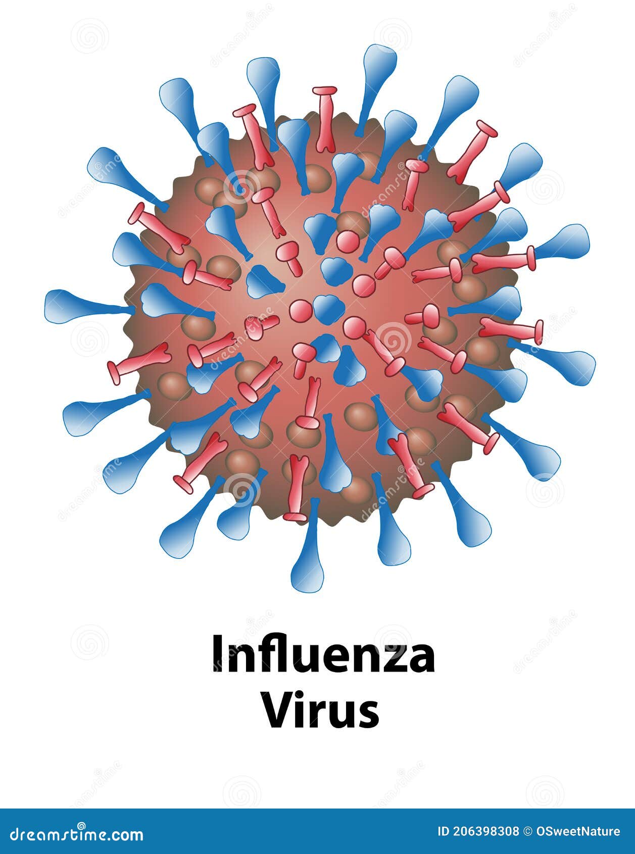 Influenza Virus Structure of Virion Stock Vector - Illustration of ...