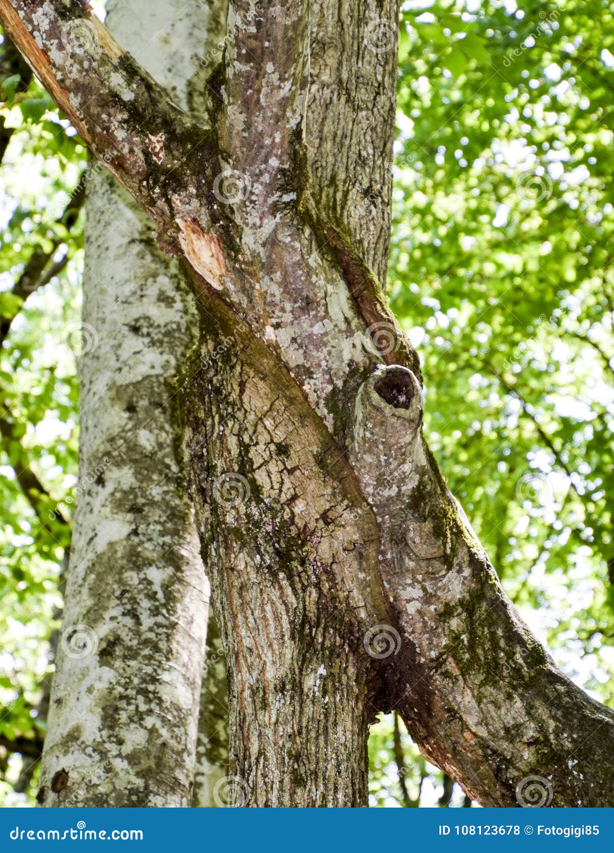 An Influx on the Trunk of a Tree. Merging of Two Trees. Anomaly of ...
