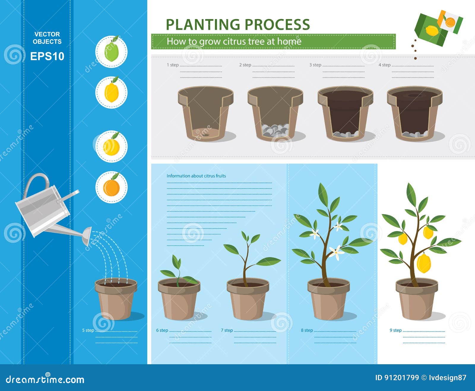 Planting Process Infographic Growth Stages Steps Of Plant Grow