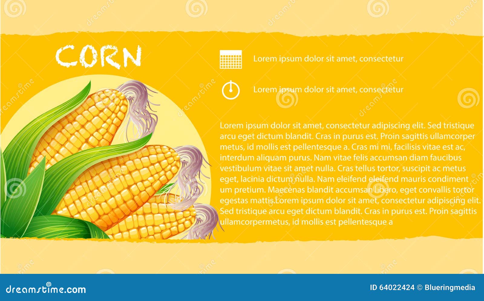 Infographic Corn Planting. Planting Process. Growing Stages. Seedling ...