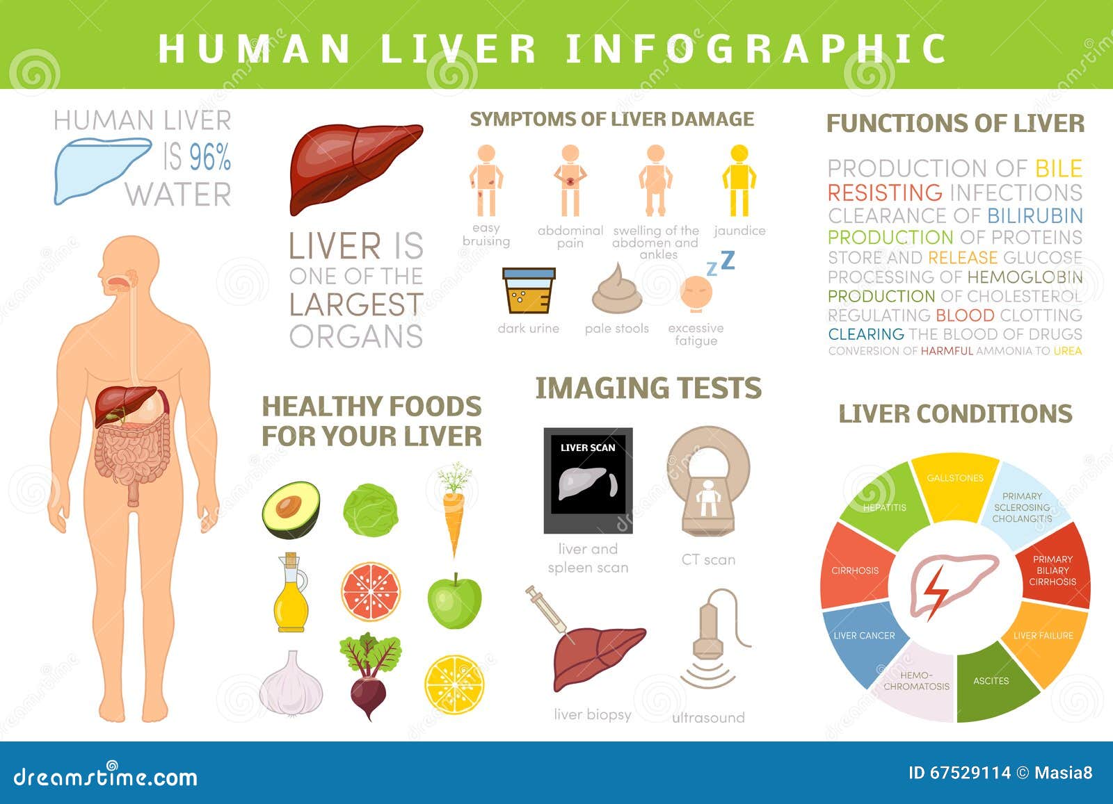 Infographic lever vector illustratie. Illustration of gezondheid - 67529114