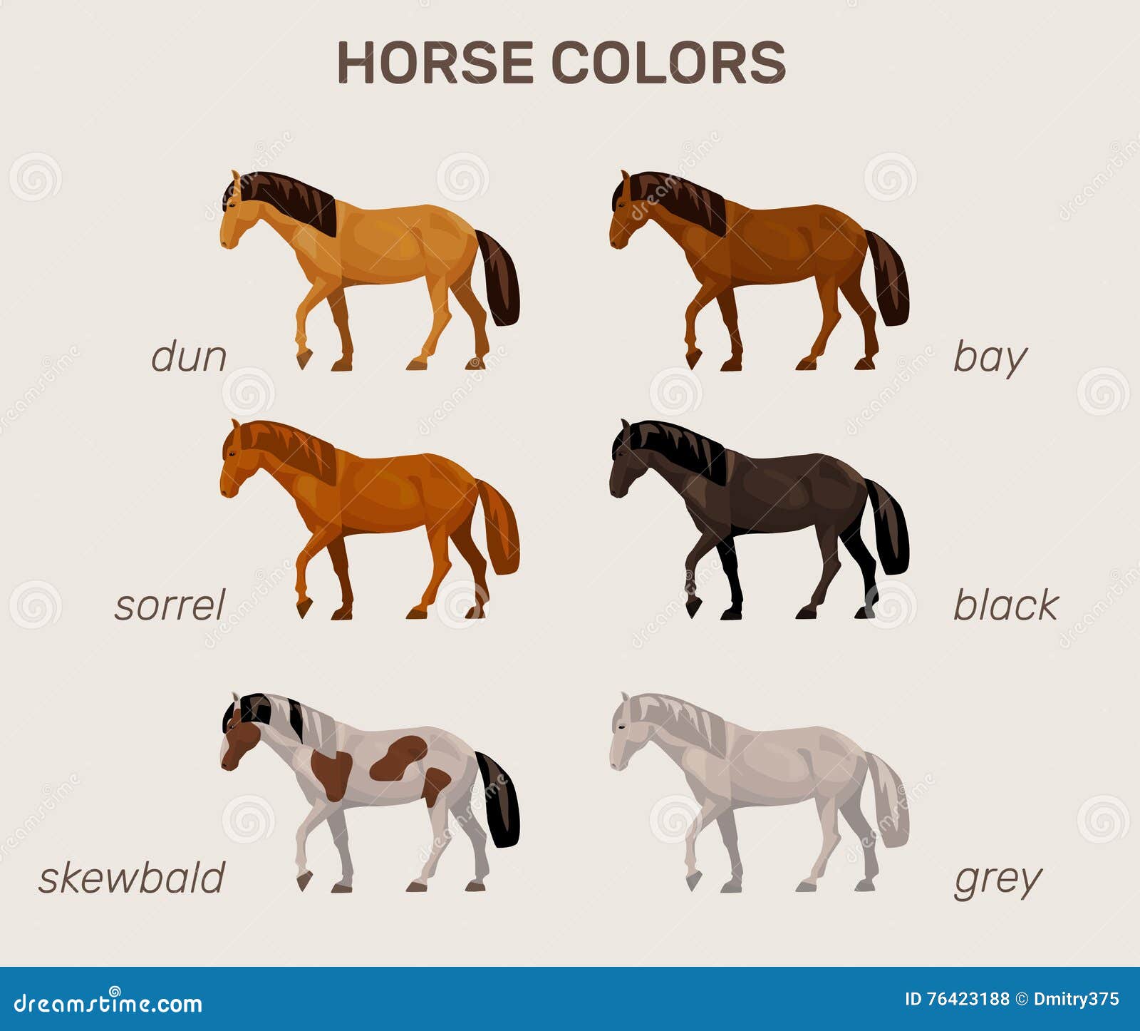 Infographic with Main Horse Colors Stock Vector - Illustration of horse ...