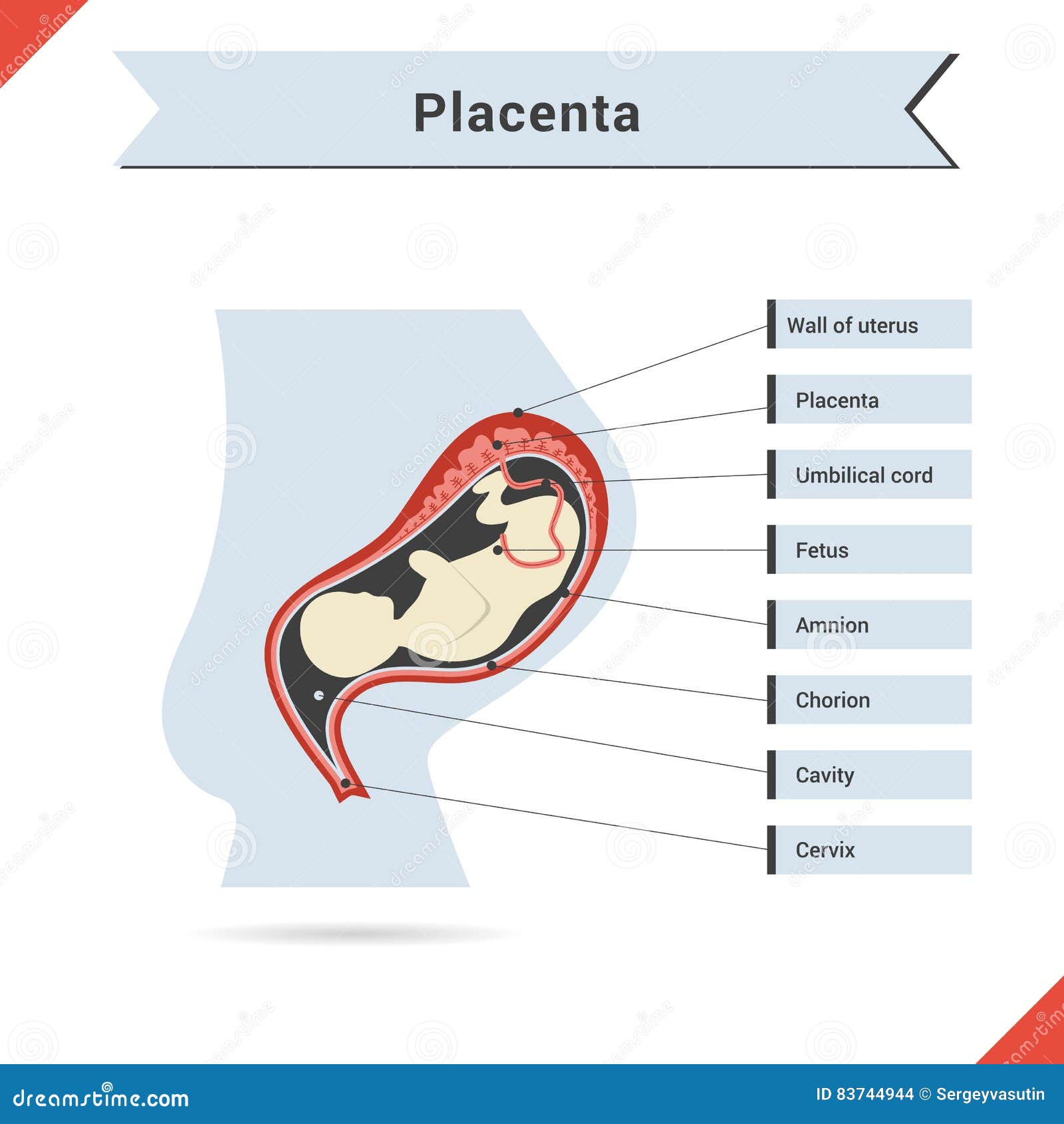 Infographic Met Foetus Van Uterus Stock Illustratie - Illustration of ...