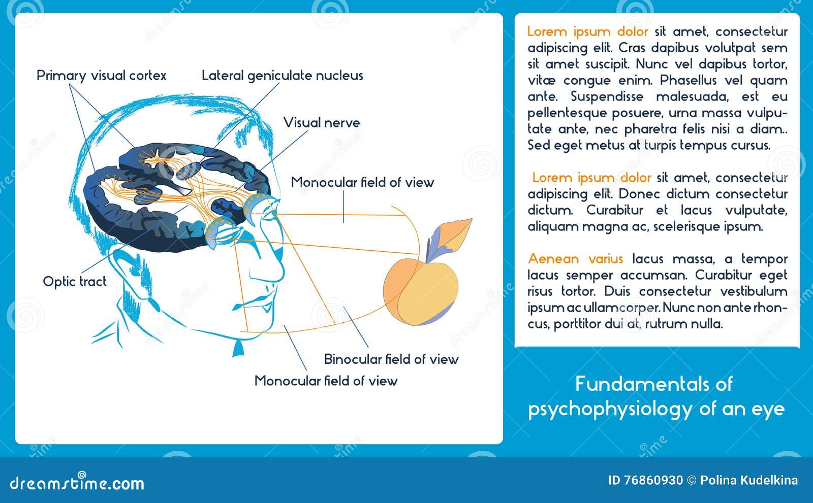 Infographic Scheme. Fundamentals of Psychophysiology of an Eye Stock ...