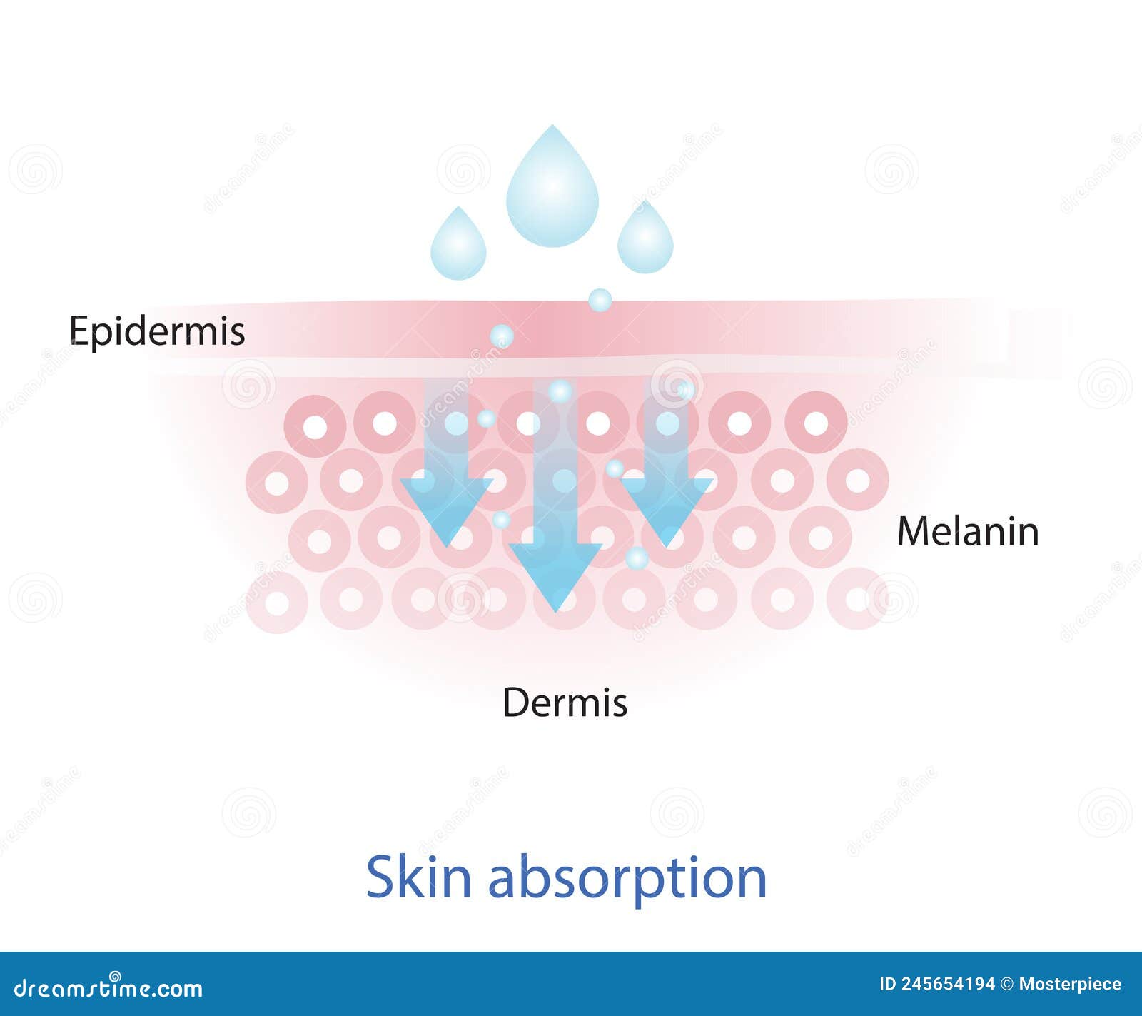 The Mechanism Of Nutrient Absorption Through Skin Layer With Color And ...