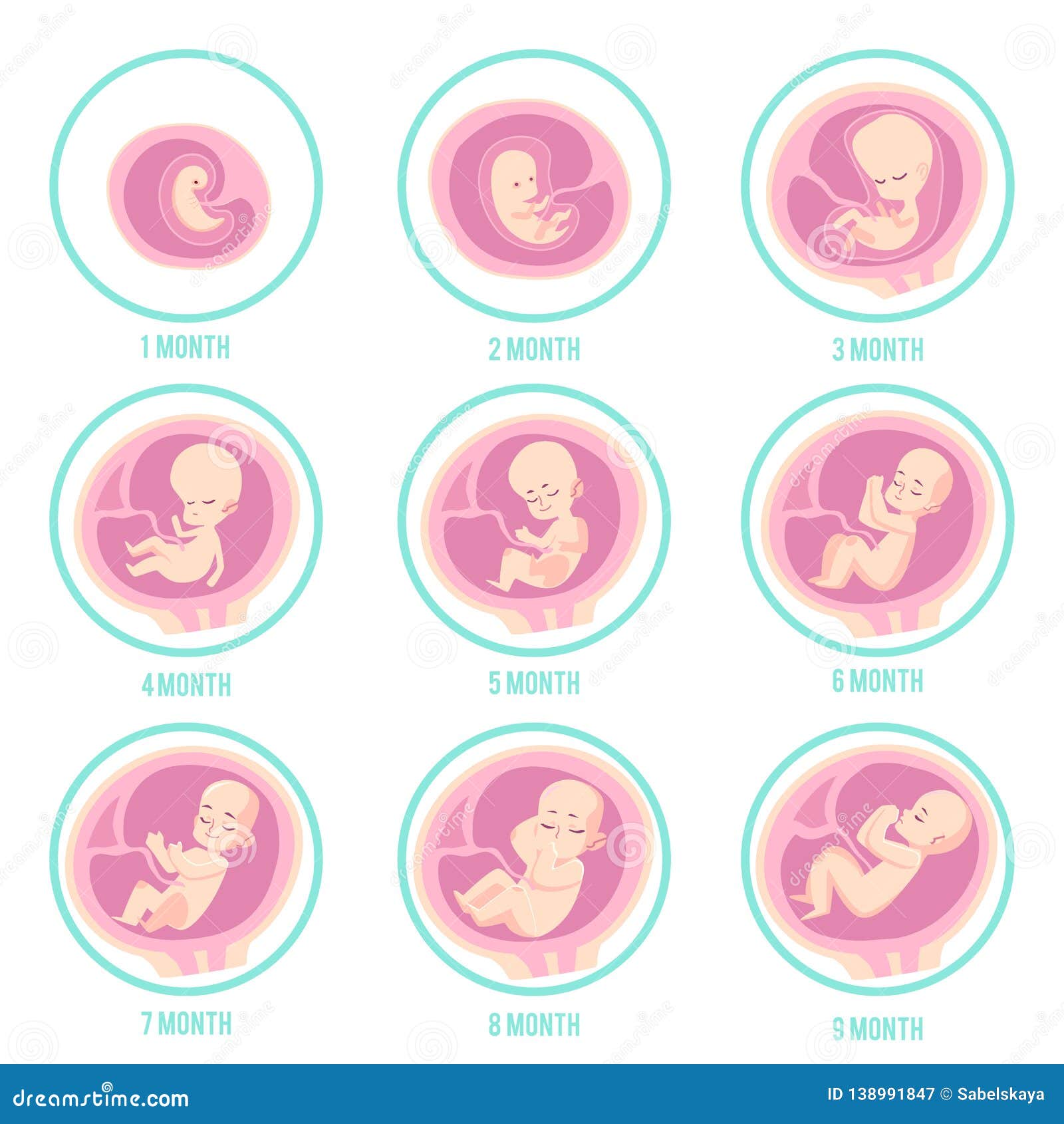 Infographic With Stages Of Embryo Fetus Development And Pregnancy