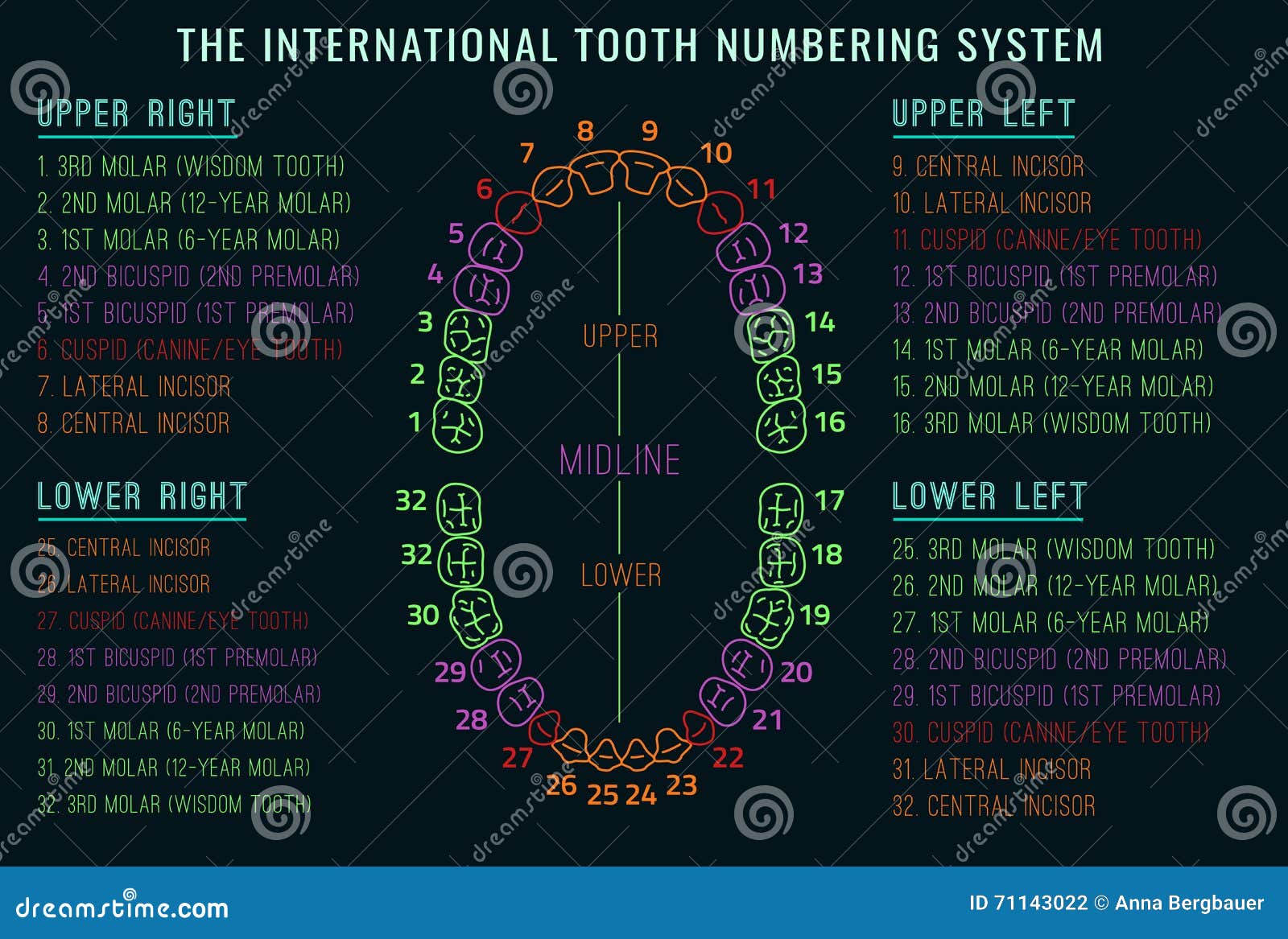 Infographic tandenvector vector illustratie. Illustration of informatie ...