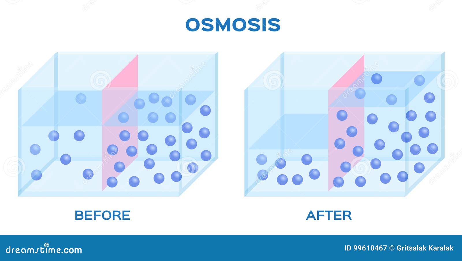 Infographic Vektor Der Osmose Vektor Abbildung - Illustration von ...