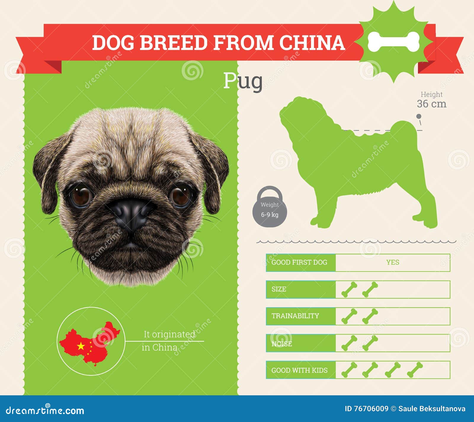 Infographics De Race De Chien De Roquet Illustration Stock ...