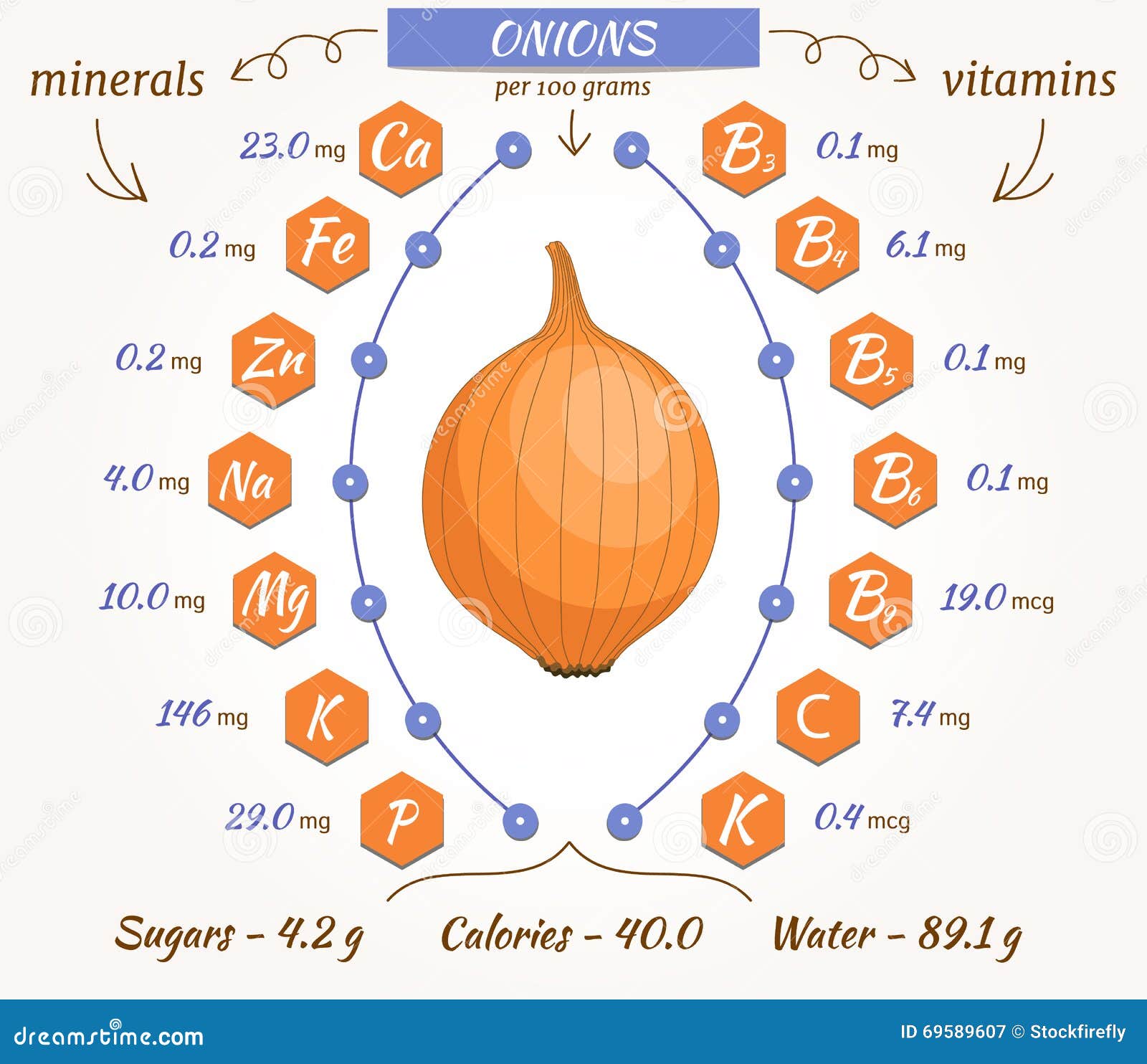 Infographics Del Vector De La Cebolla Ilustración del Vector ...