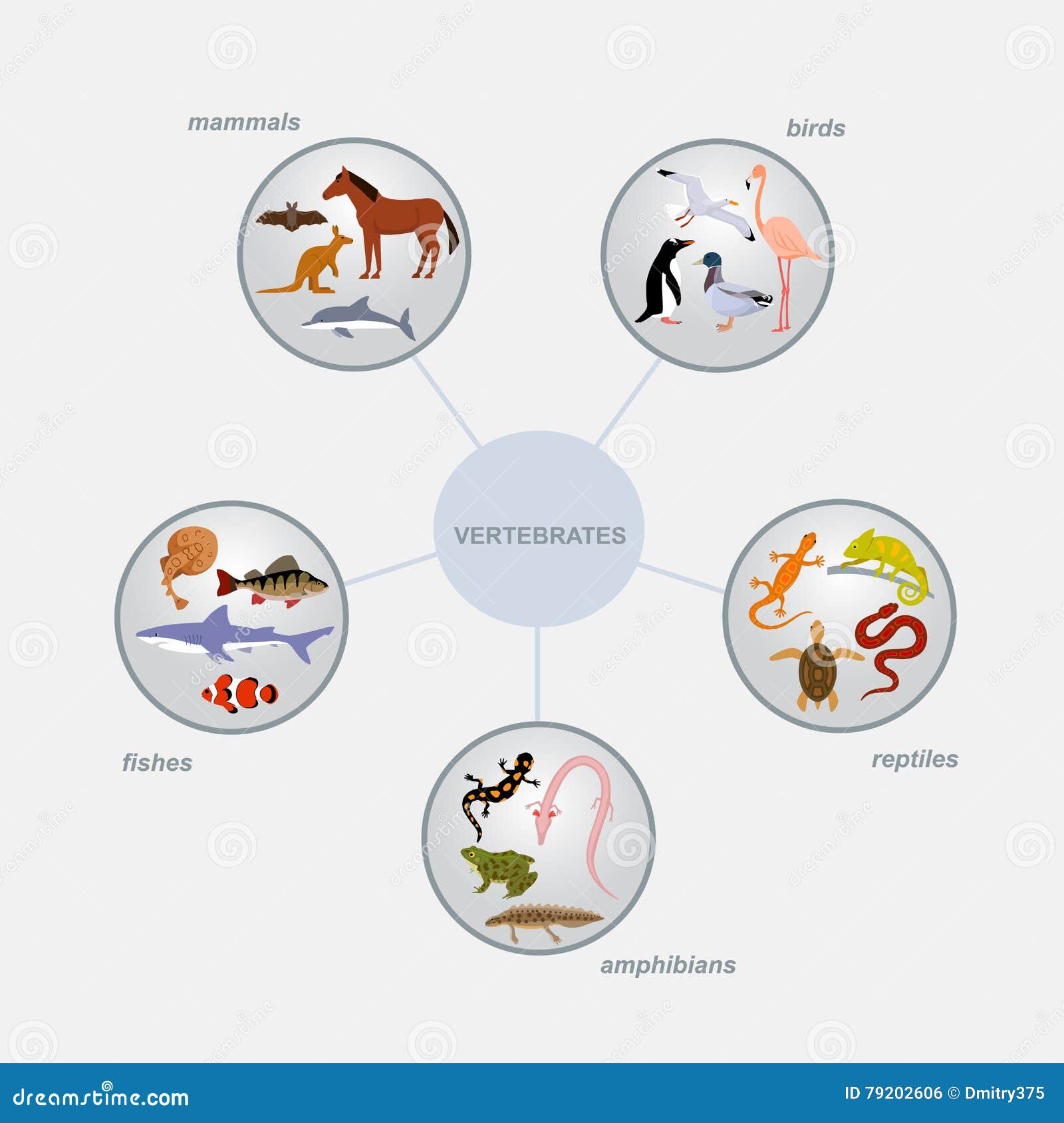 Infographics Di Classificazione Dei Vertebrati Illustrazione di Stock ...
