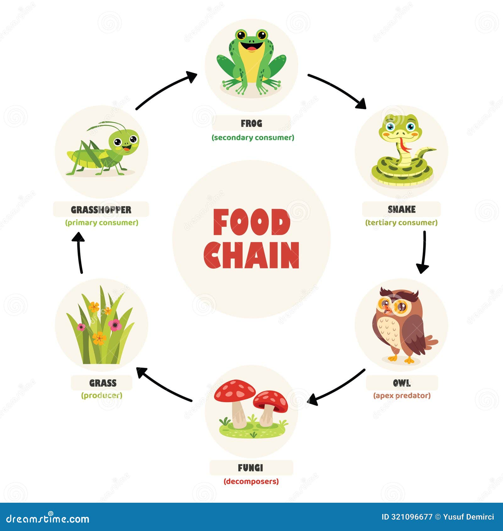 Infographics of the Food Chain Stock Illustration - Illustration of ...