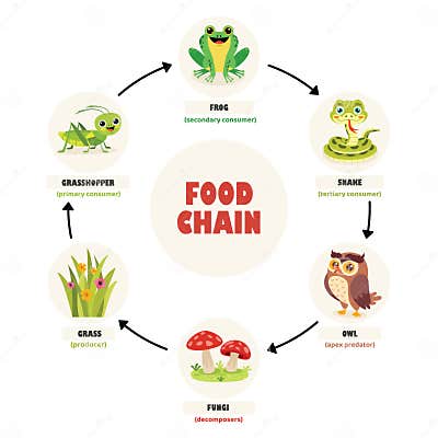 Infographics of the Food Chain Stock Illustration - Illustration of ...