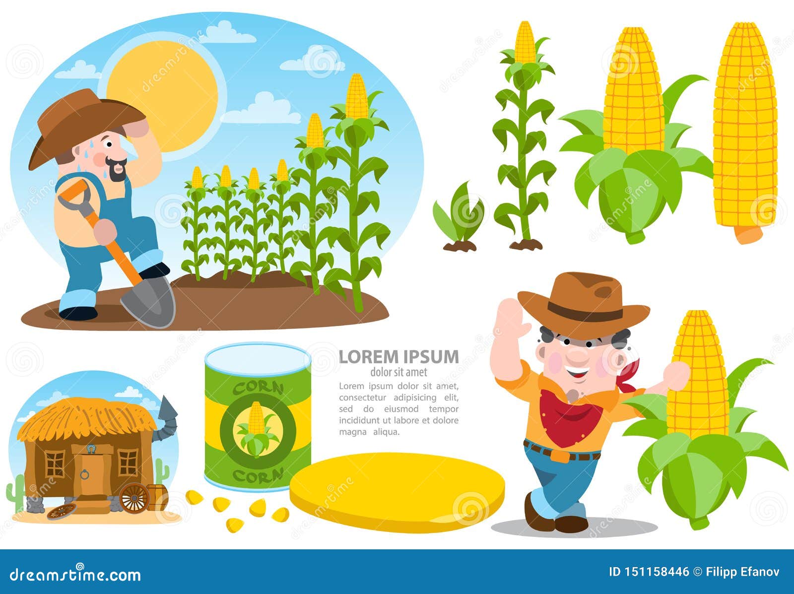 Growing Corn With A Cover Crop - Annual Ryegrass Stock Illustration ...
