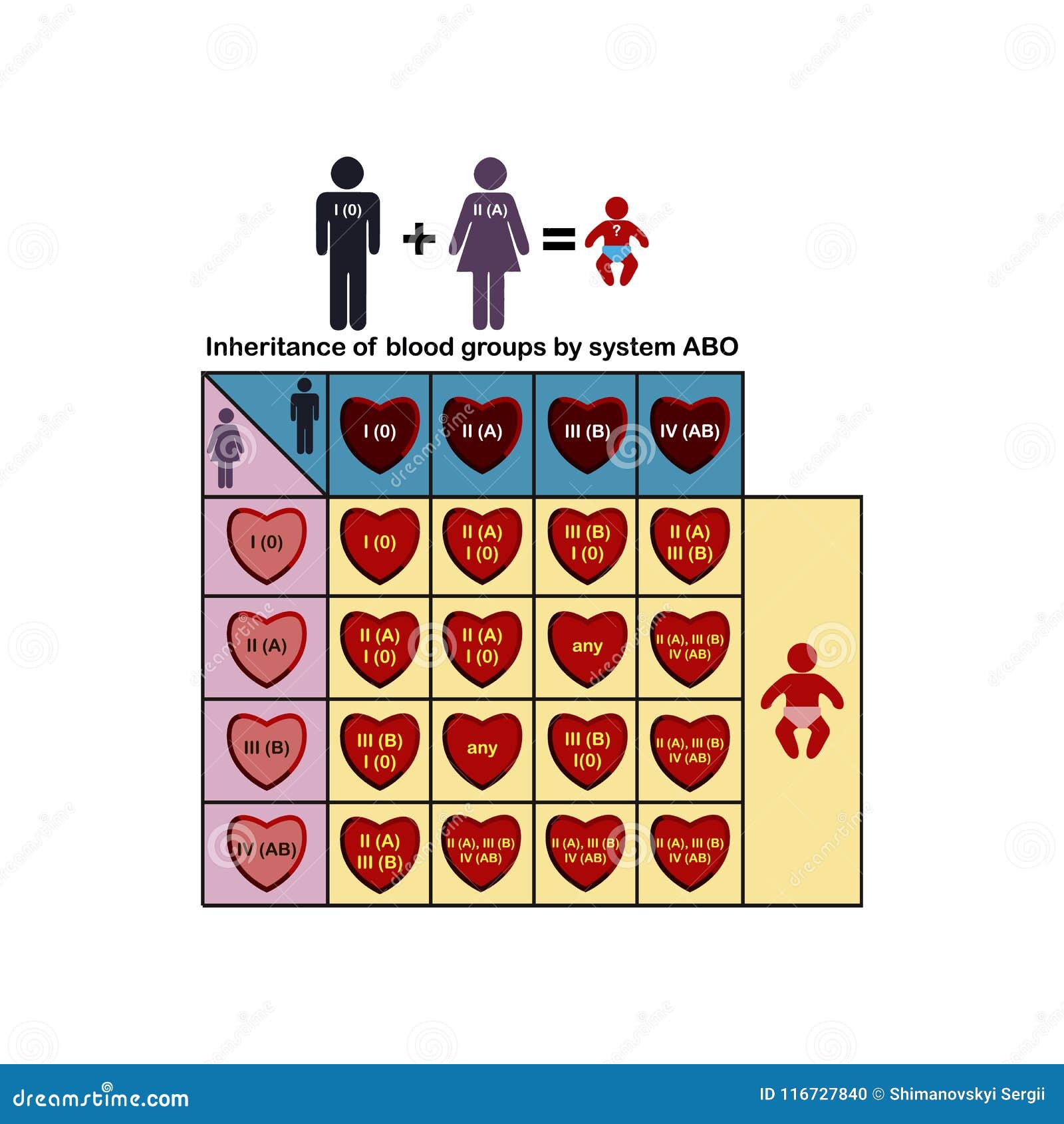 Infographics on the Inheritance of Blood Groups Stock Vector ...