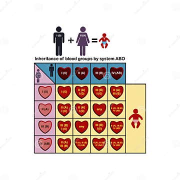 Infographics on the Inheritance of Blood Groups Stock Vector ...