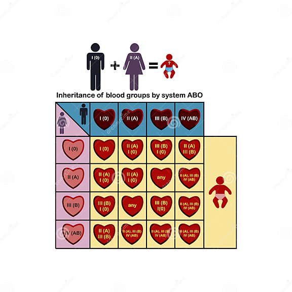 Infographics on the Inheritance of Blood Groups Stock Vector ...