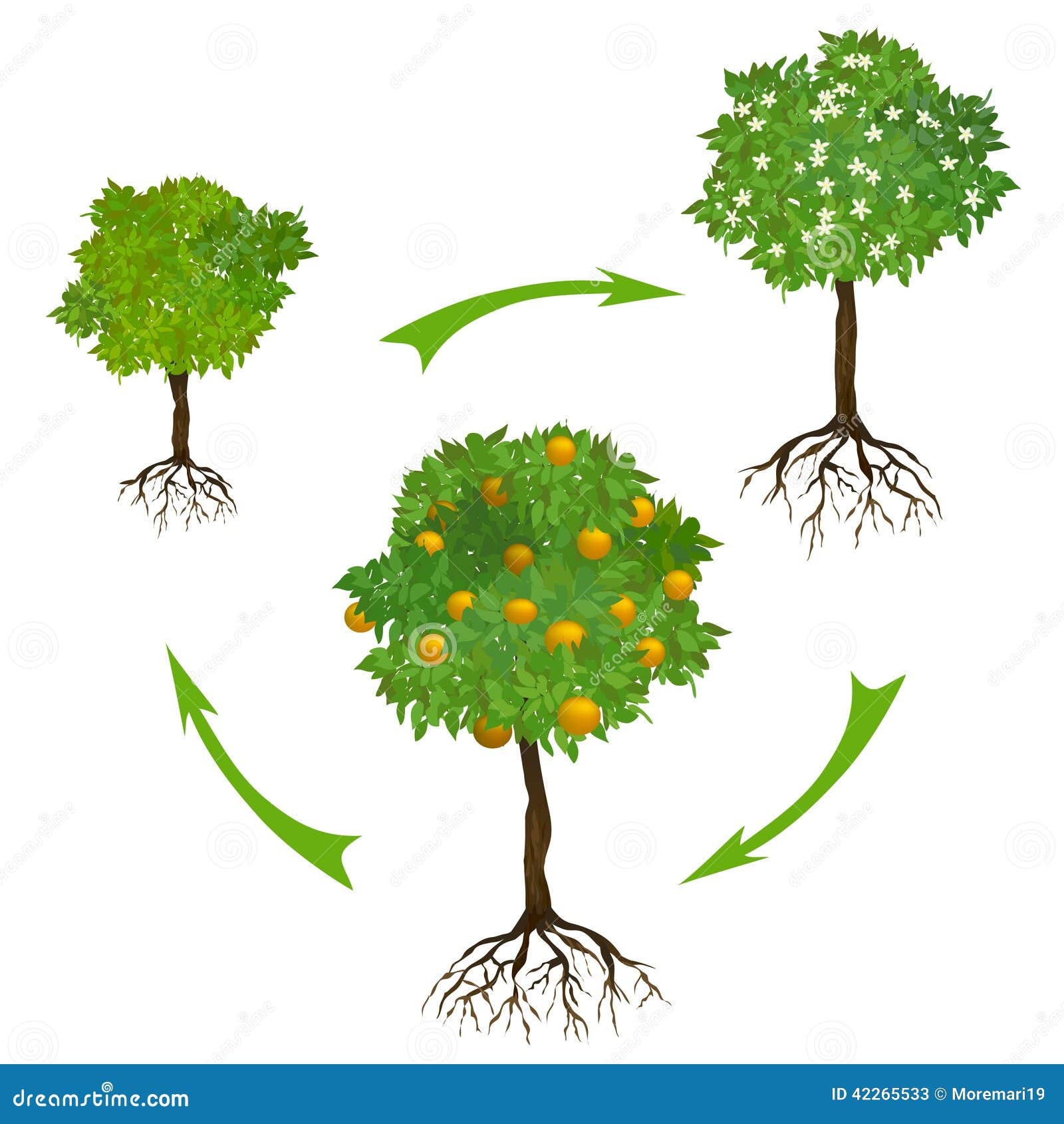 Infographics Met Een Het Groeien Boom Vector Illustratie - Illustration ...