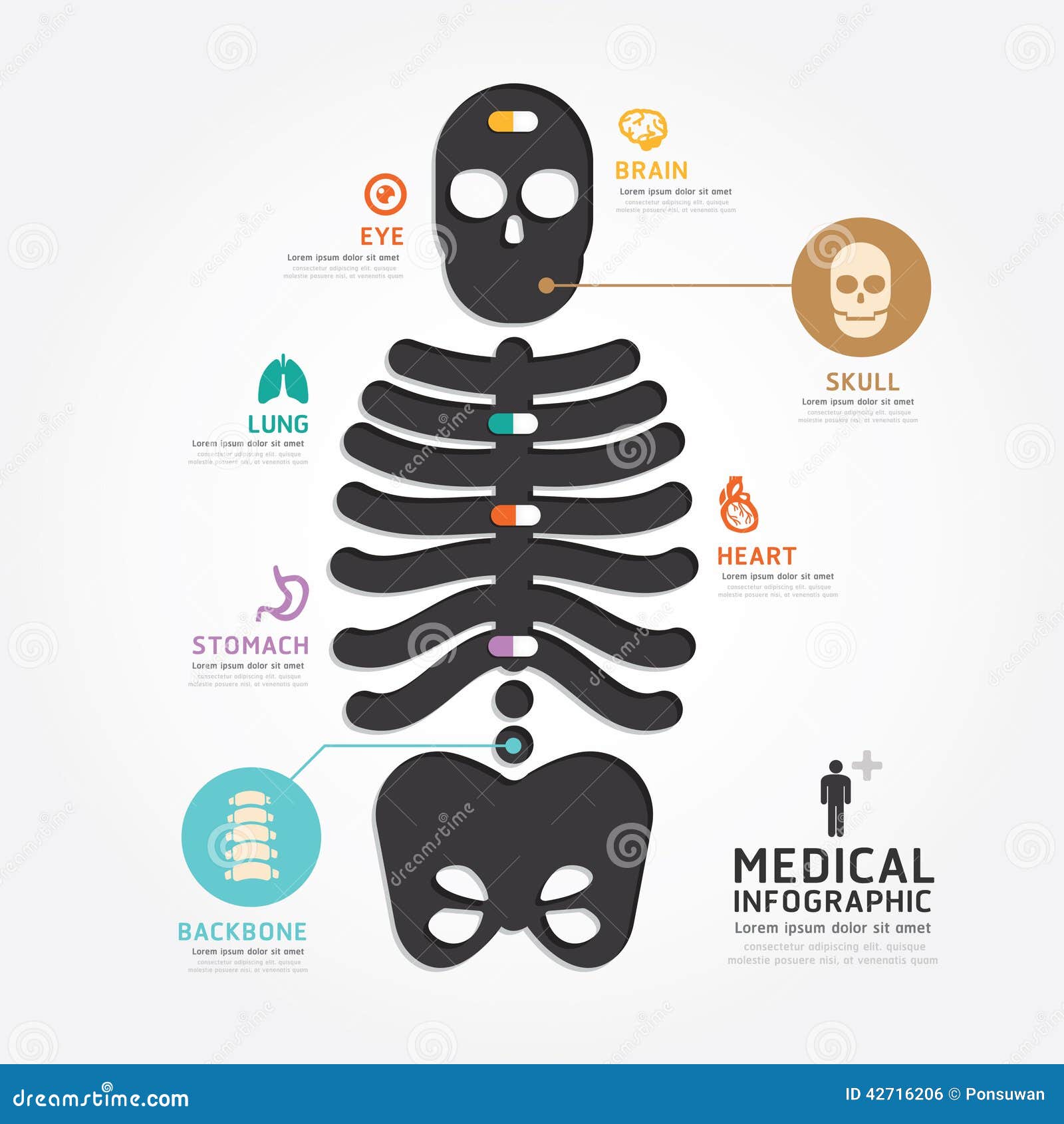 Infographics Vector Medical Skull Bone Design Diagram Line Style ...