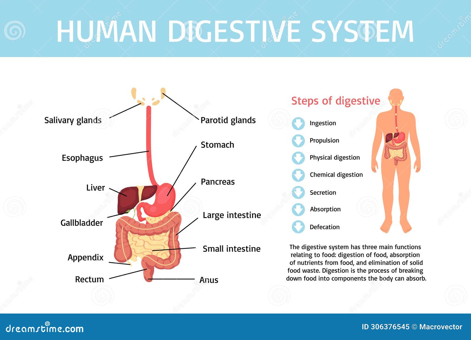 Human Digestive System Infographics in Flat Design Stock Illustration ...