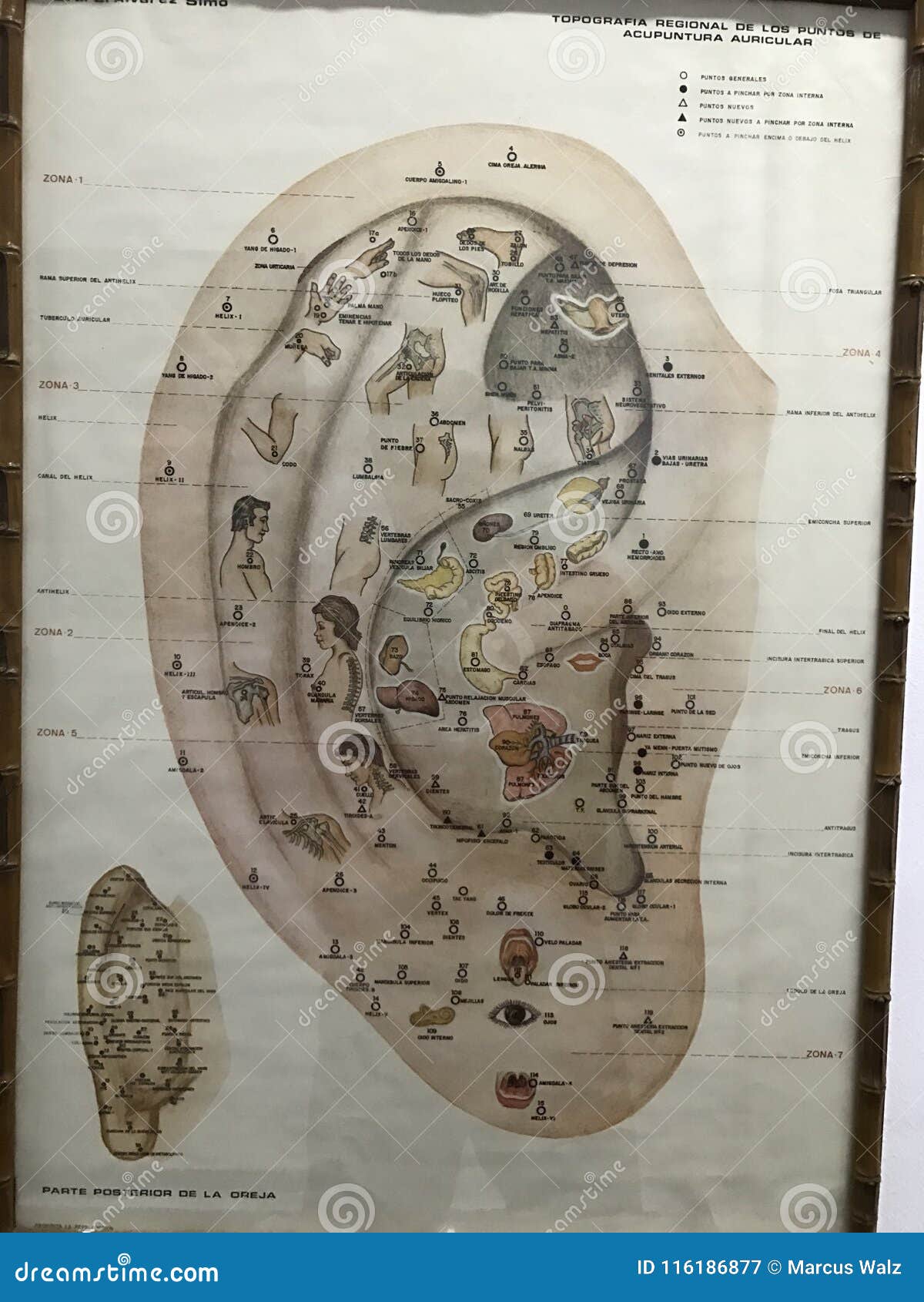 Ear editorial photography. Image of acupuncture, health - 116186877