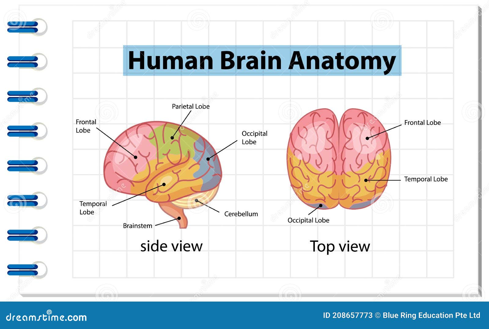 Information Poster of Human Brain Diagram Stock Vector - Illustration ...