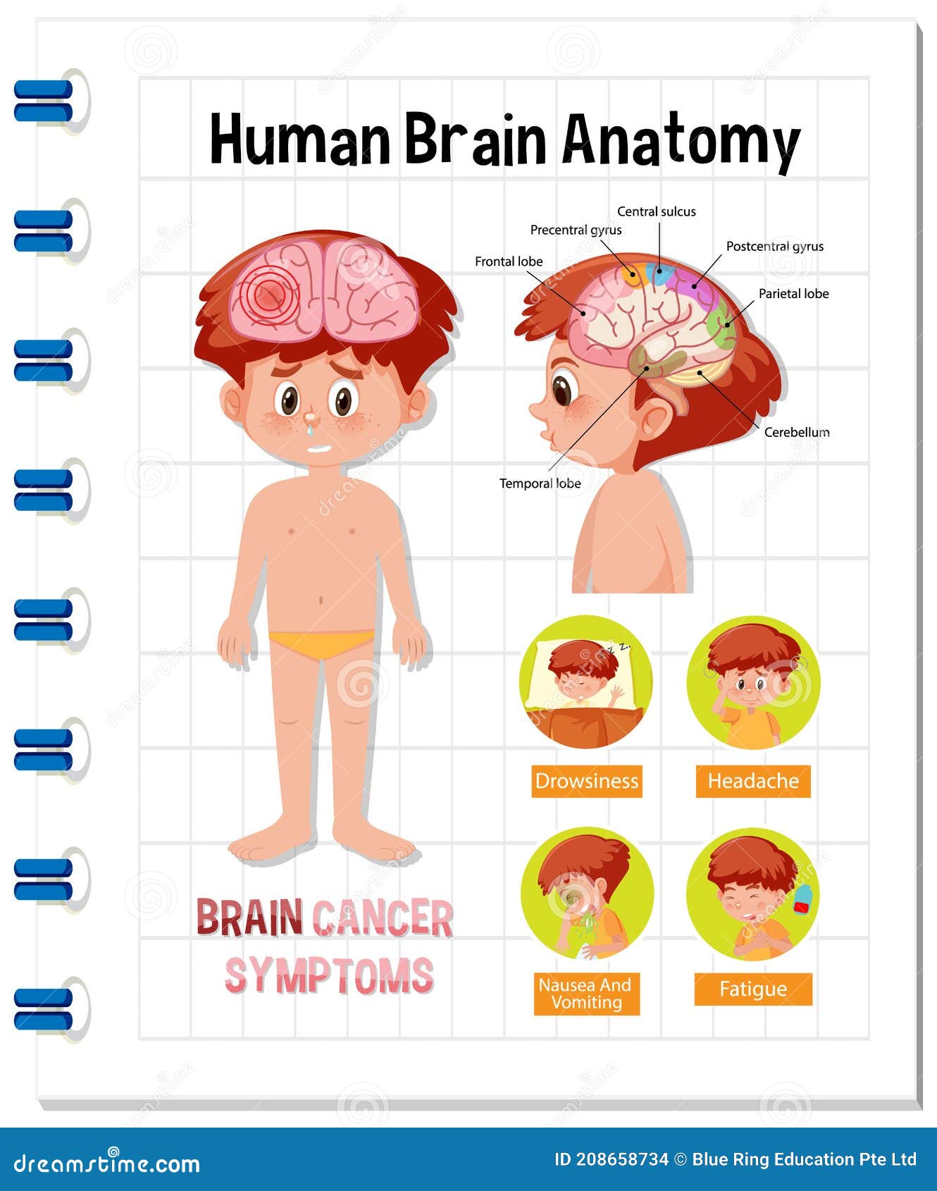 Information Poster of Human Brain Diagram Stock Vector - Illustration ...