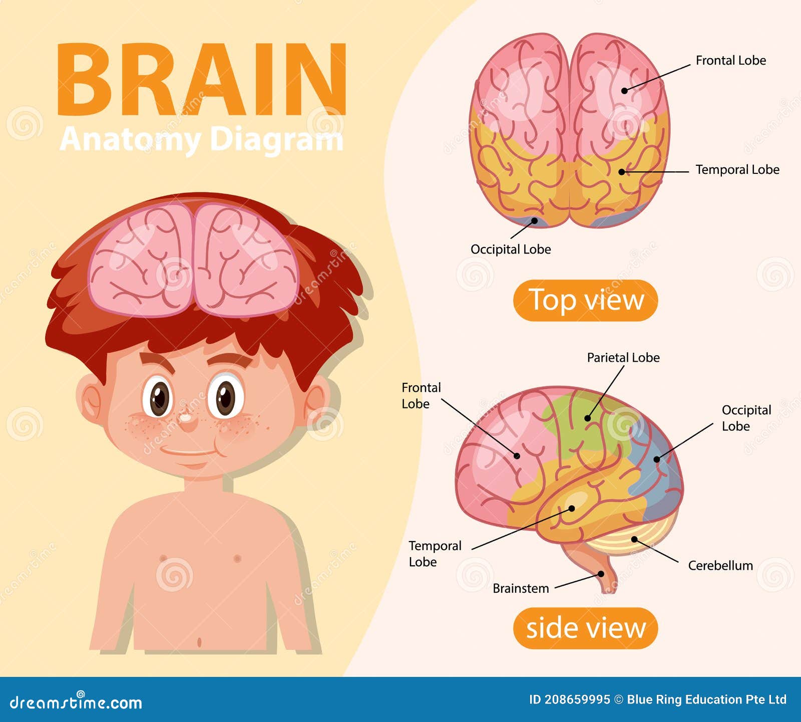 Information Poster of Human Brain Diagram Stock Vector - Illustration ...