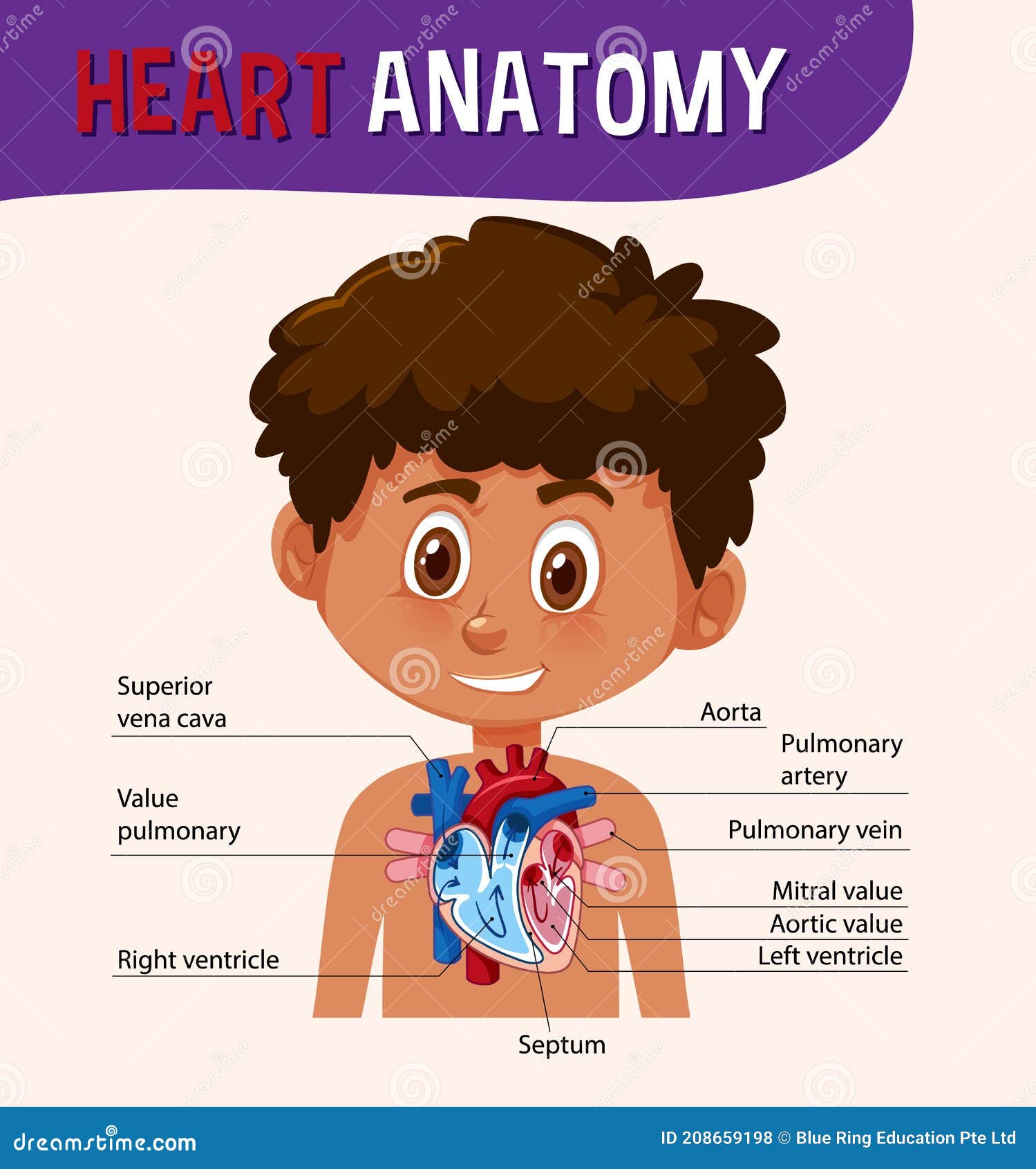 Information Poster of Human Heart Diagram Stock Vector - Illustration ...