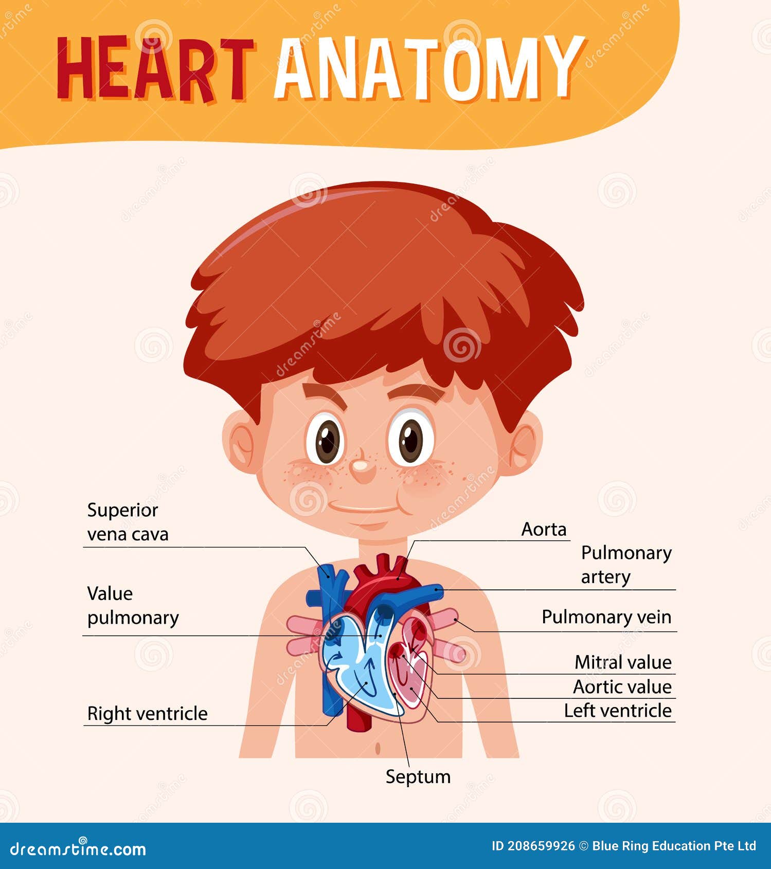 Information Poster of Human Heart Diagram Stock Vector - Illustration ...