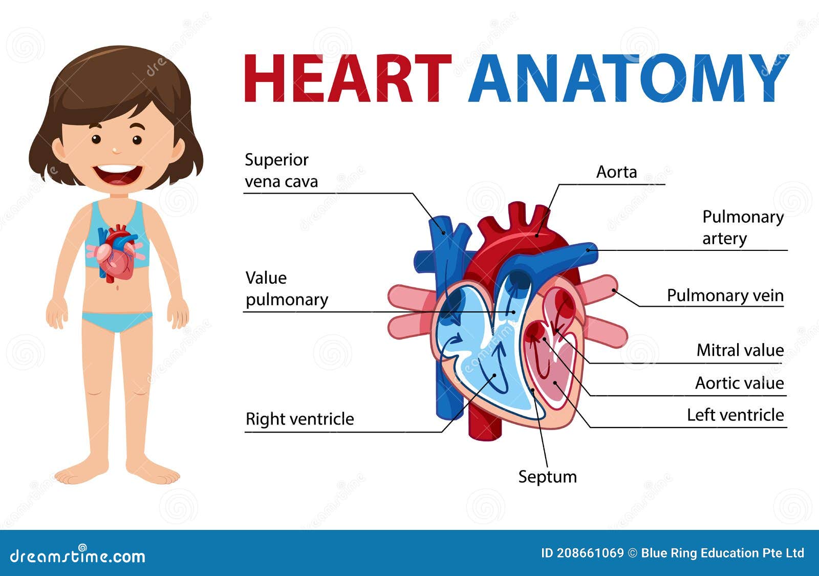Information Poster of Human Heart Diagram Stock Vector - Illustration ...