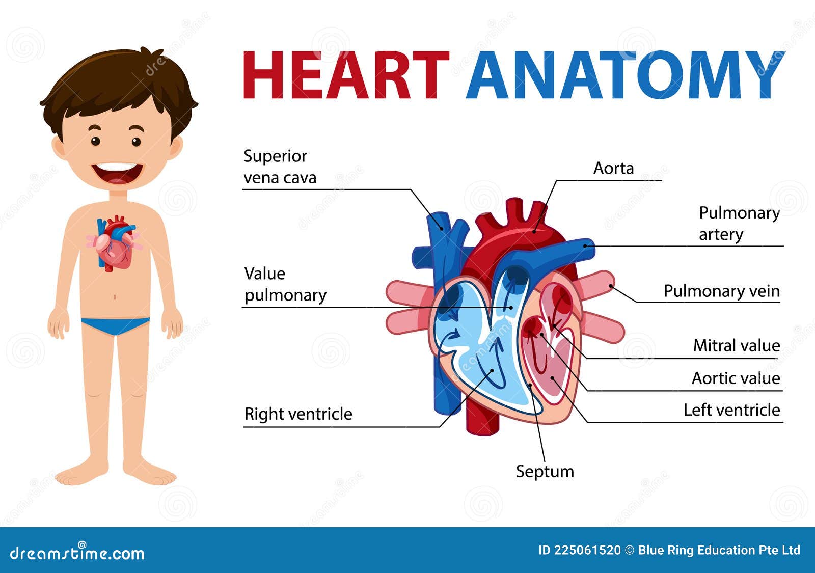 Information Poster of Human Heart Diagram Stock Vector - Illustration ...