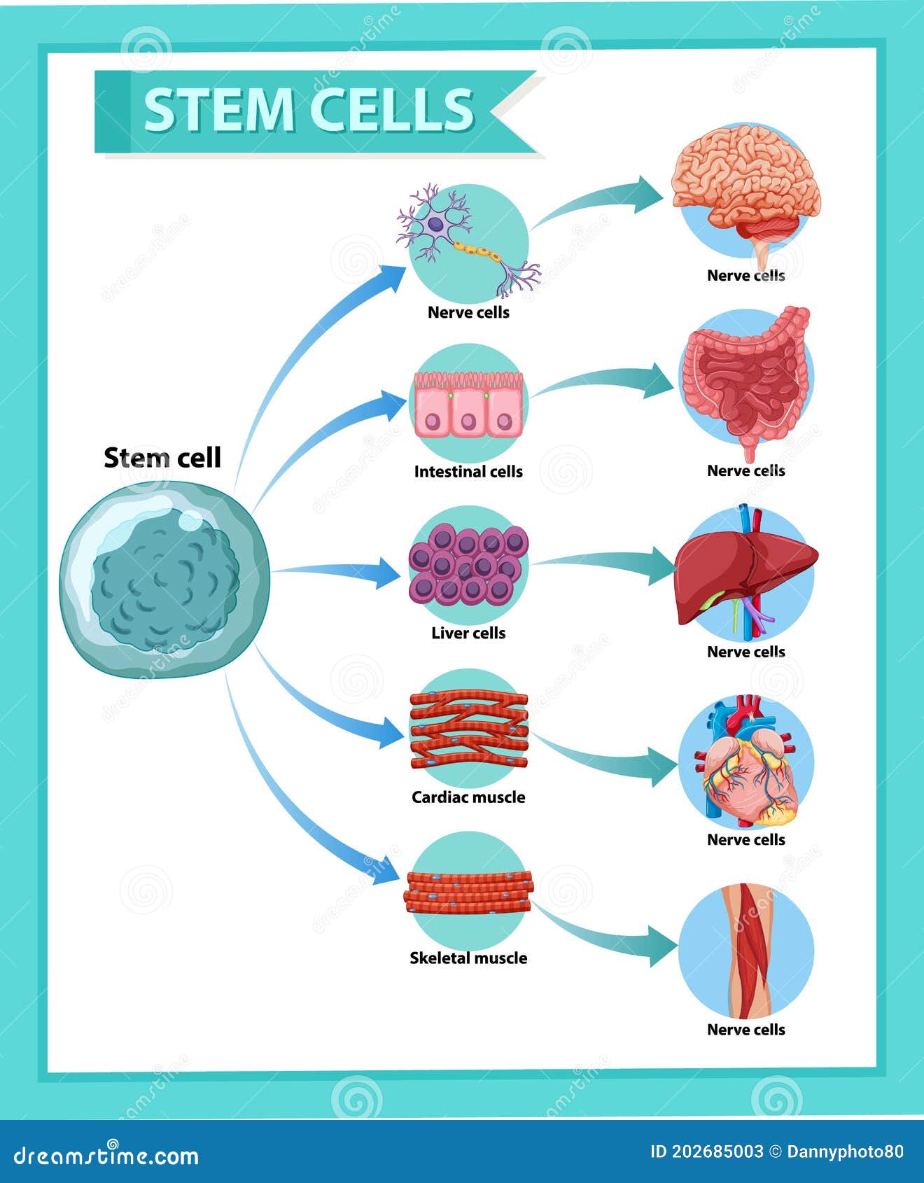 Information Poster on Human Stem Cells Stock Vector - Illustration of ...
