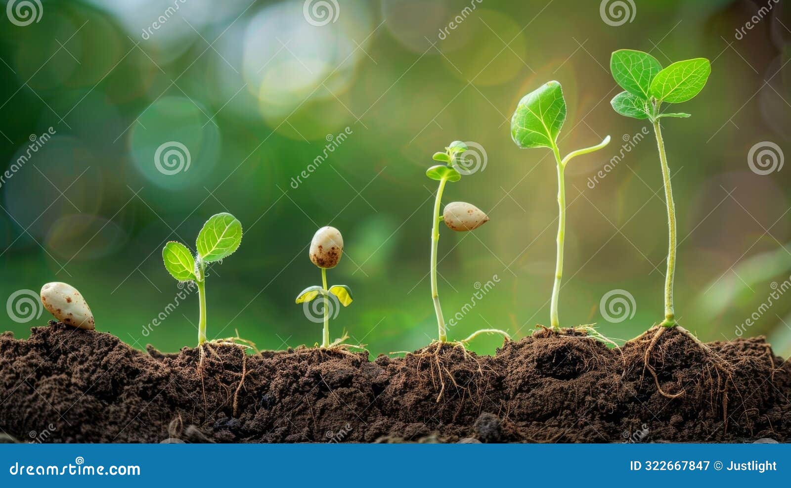 An Informative Graphic Detailing the Process of Germination from Seed ...
