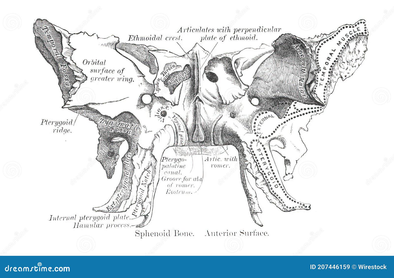 Informative Illustration of the Human Ethmoid Bone Stock Illustration ...
