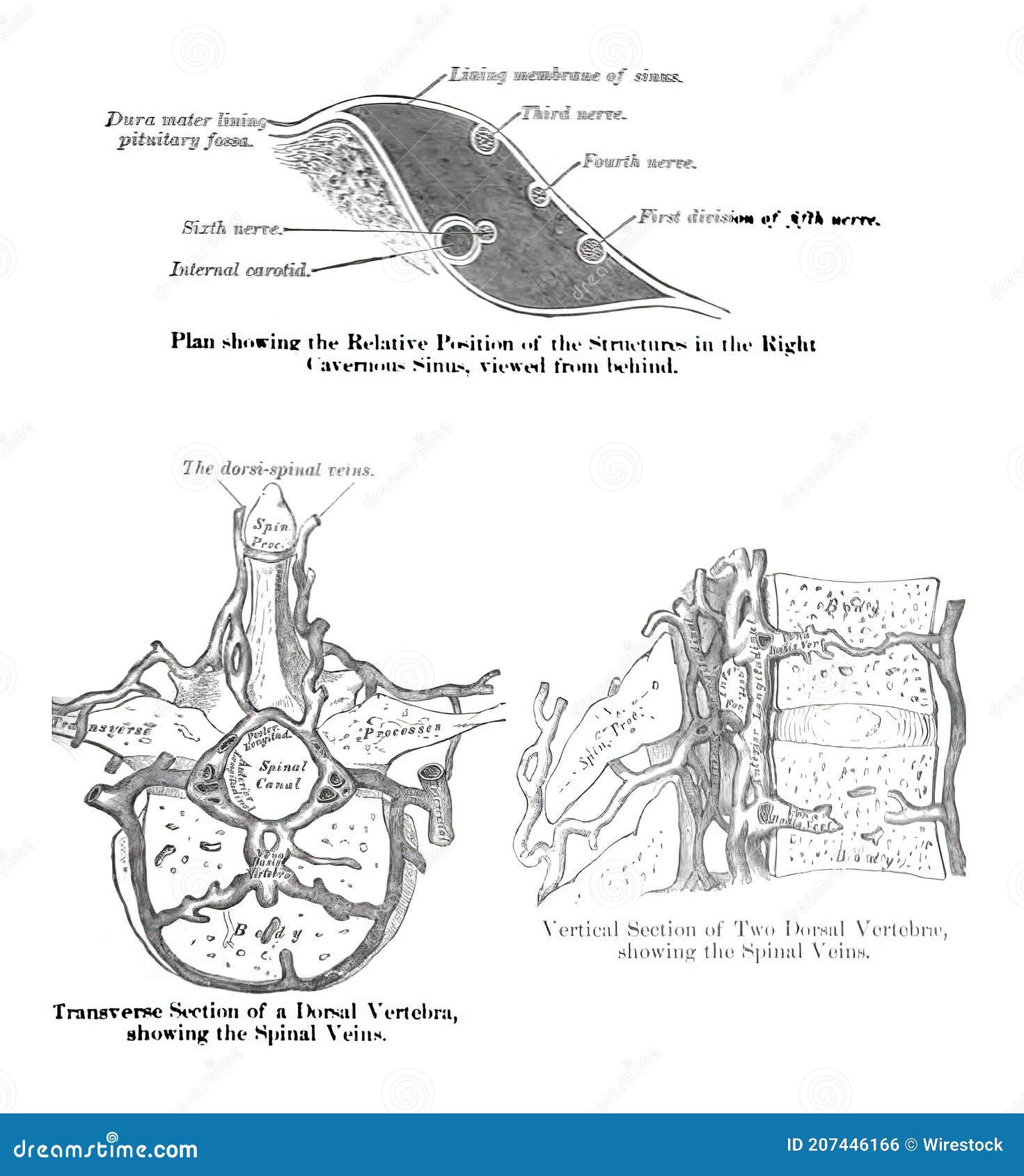 Informative Illustration of the Human Spinal Veins Stock Illustration ...