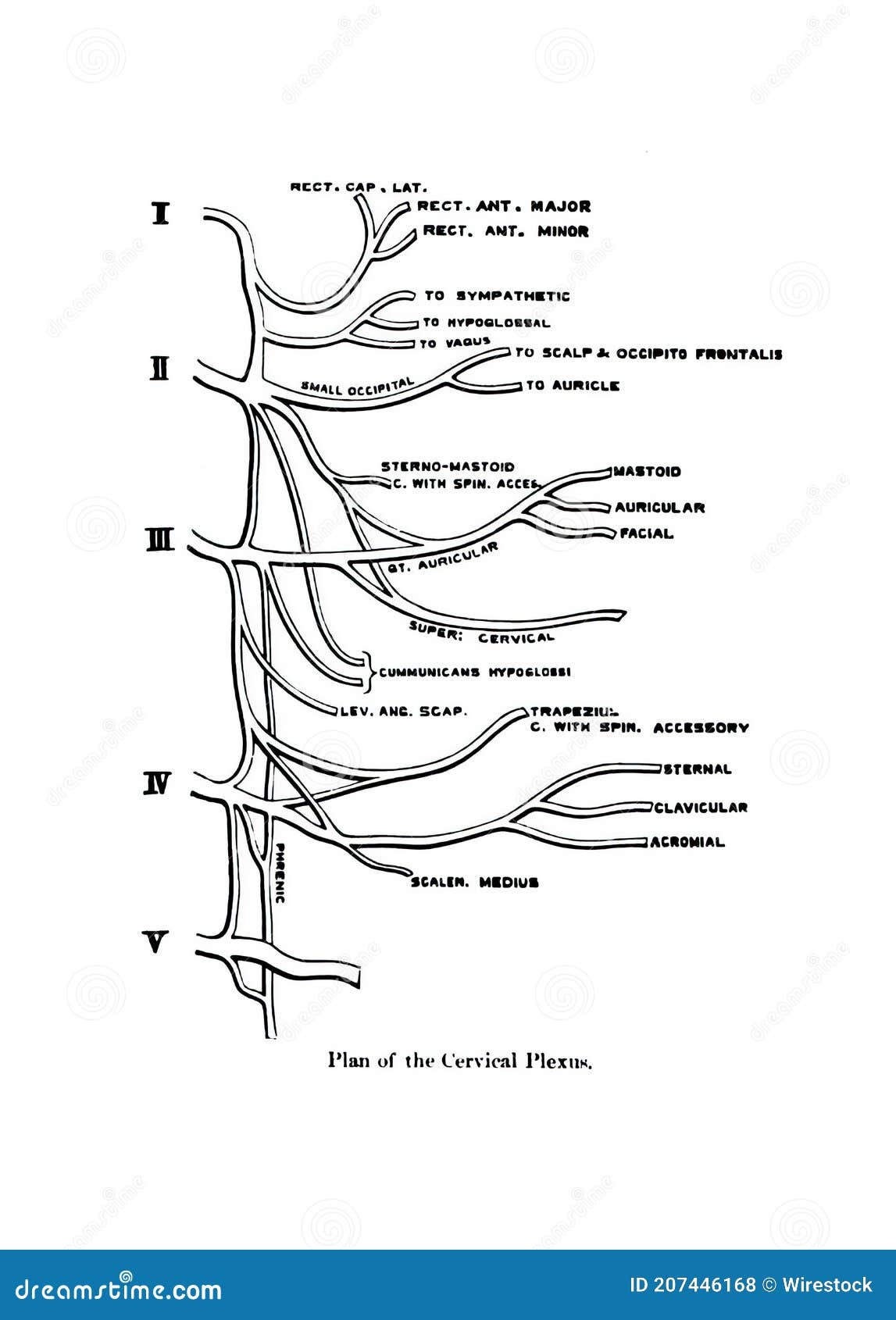 Cervical Plexus Diagram