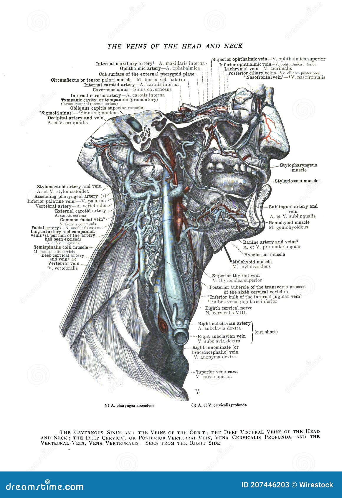 Informative Illustration of the Veins of the Human Head and Neck Stock ...