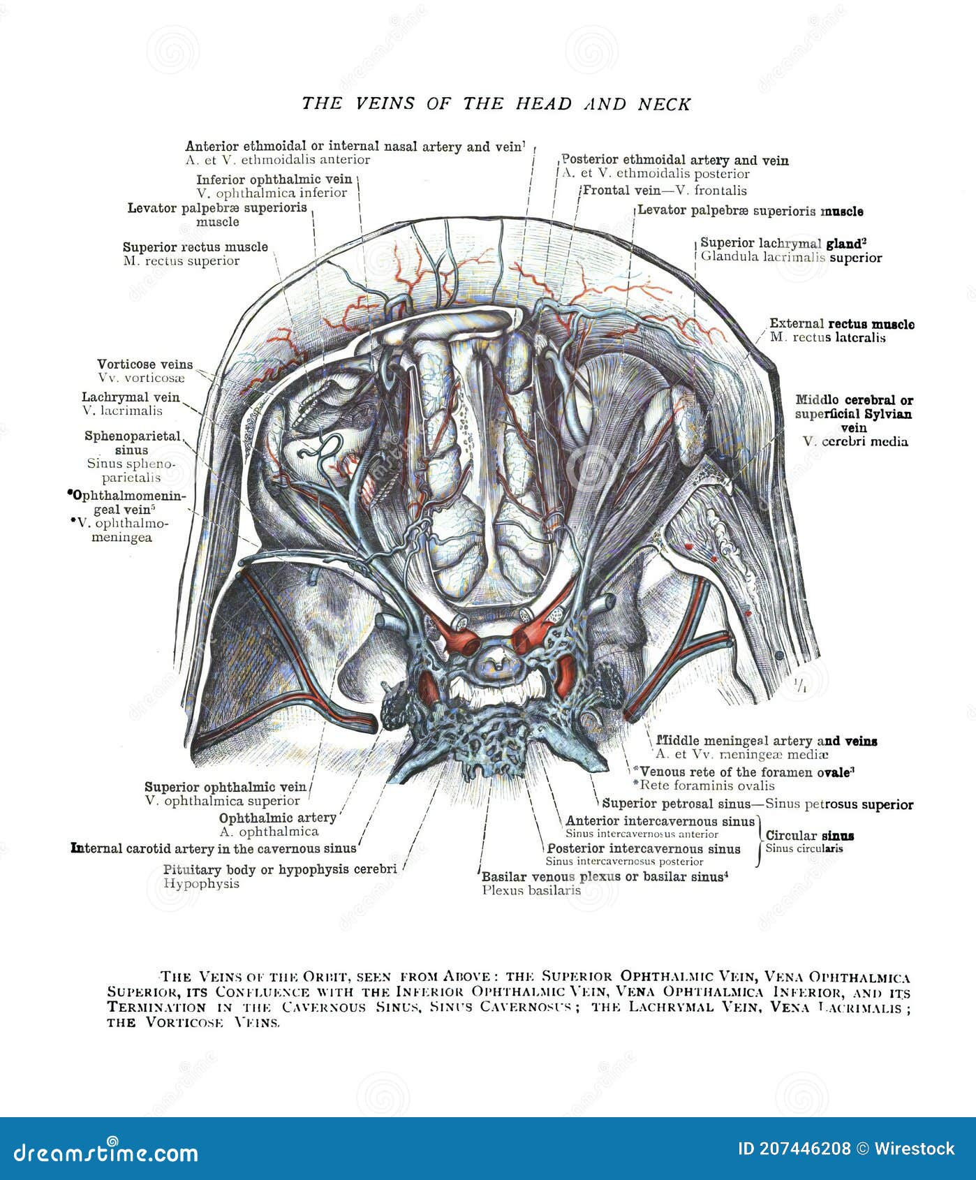 Informative Illustration of the Veins of a Human Head and Neck Stock ...