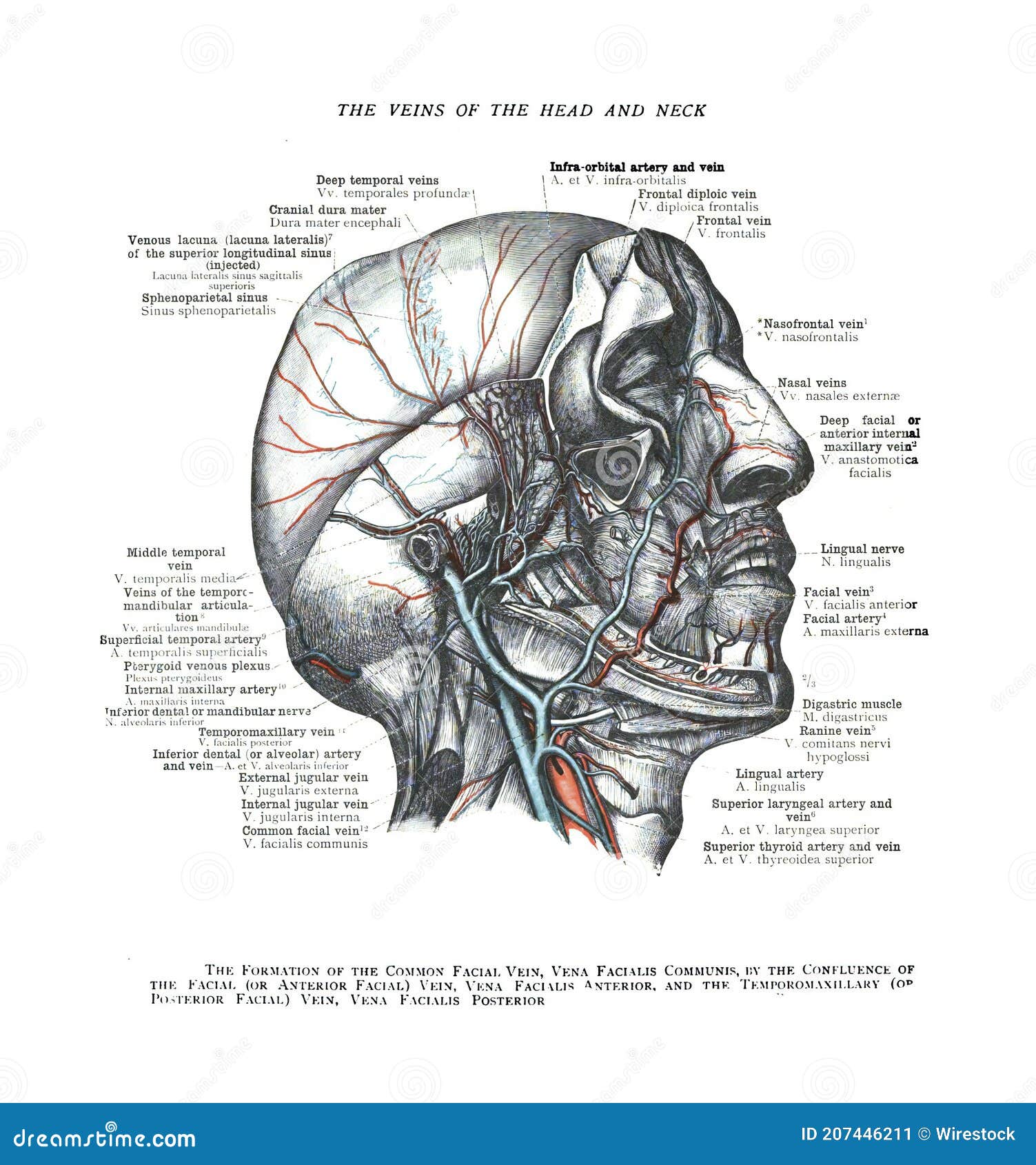 Eye Veins, Human Red Blood Vessels, Blood System. Vector Illustration ...