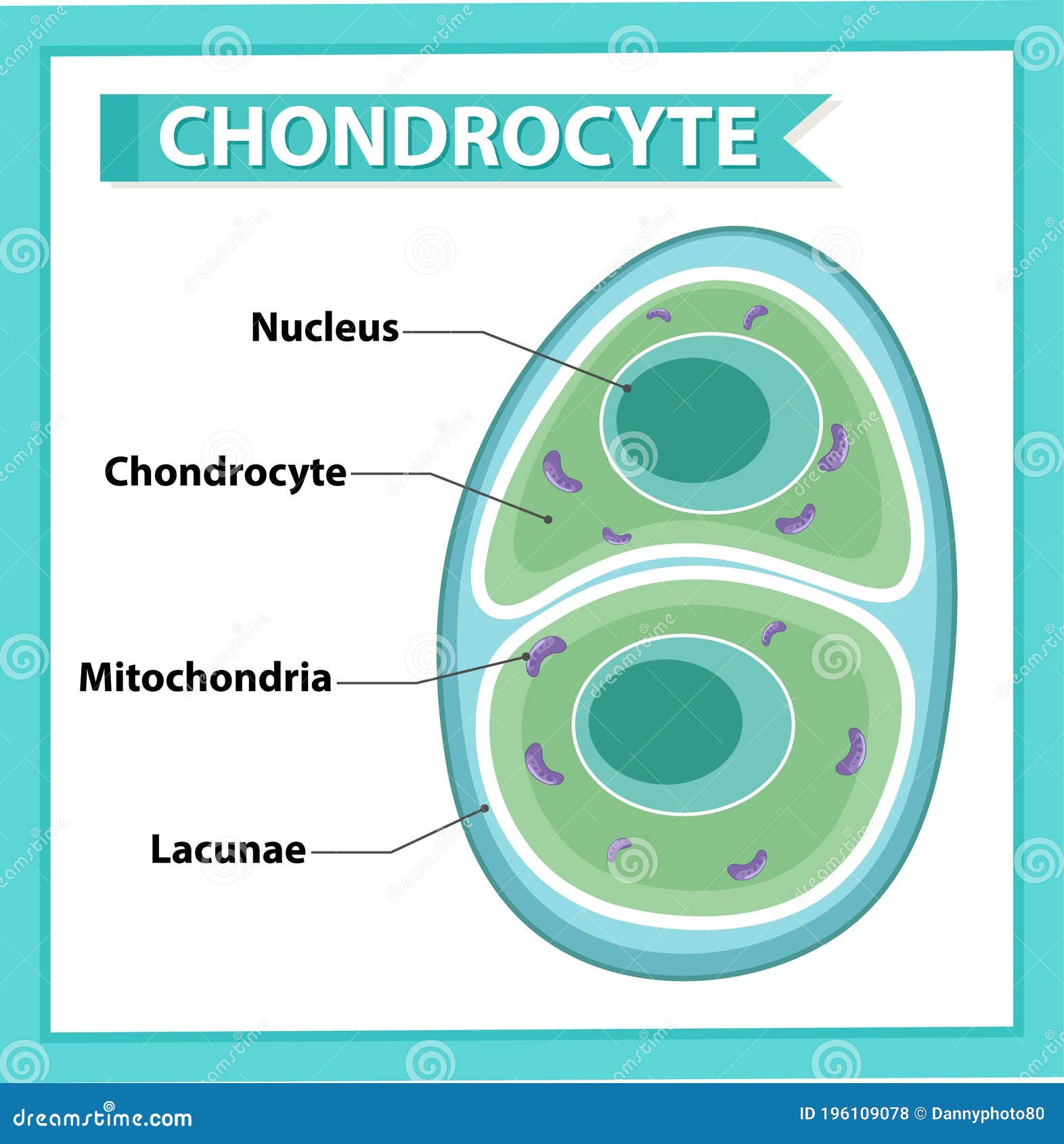 Chondrocyte Vector Illustration Infographic. Medical Labeled Biology ...