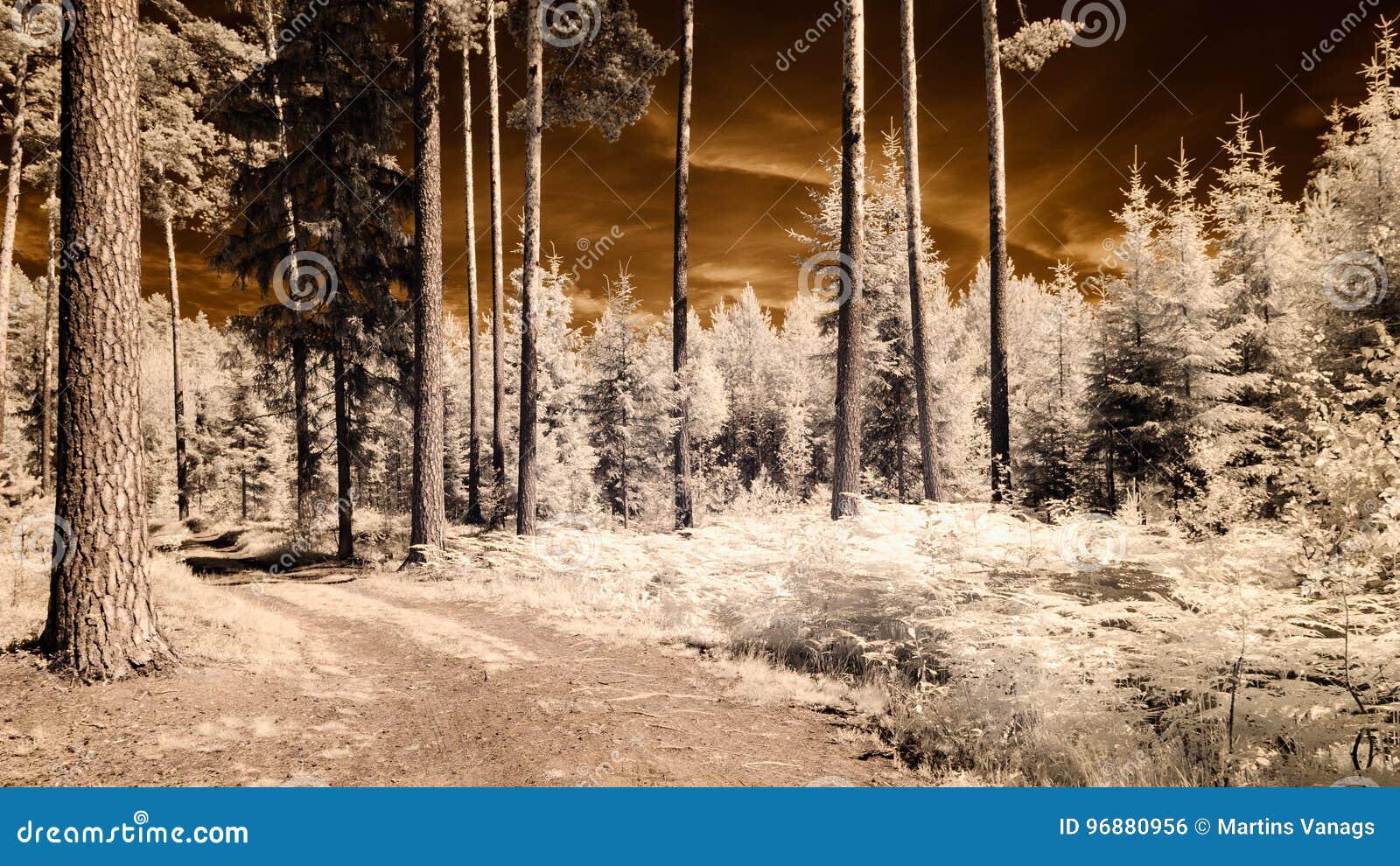Infrared Camera Image. Forest View Stock Photo - Image of spring ...